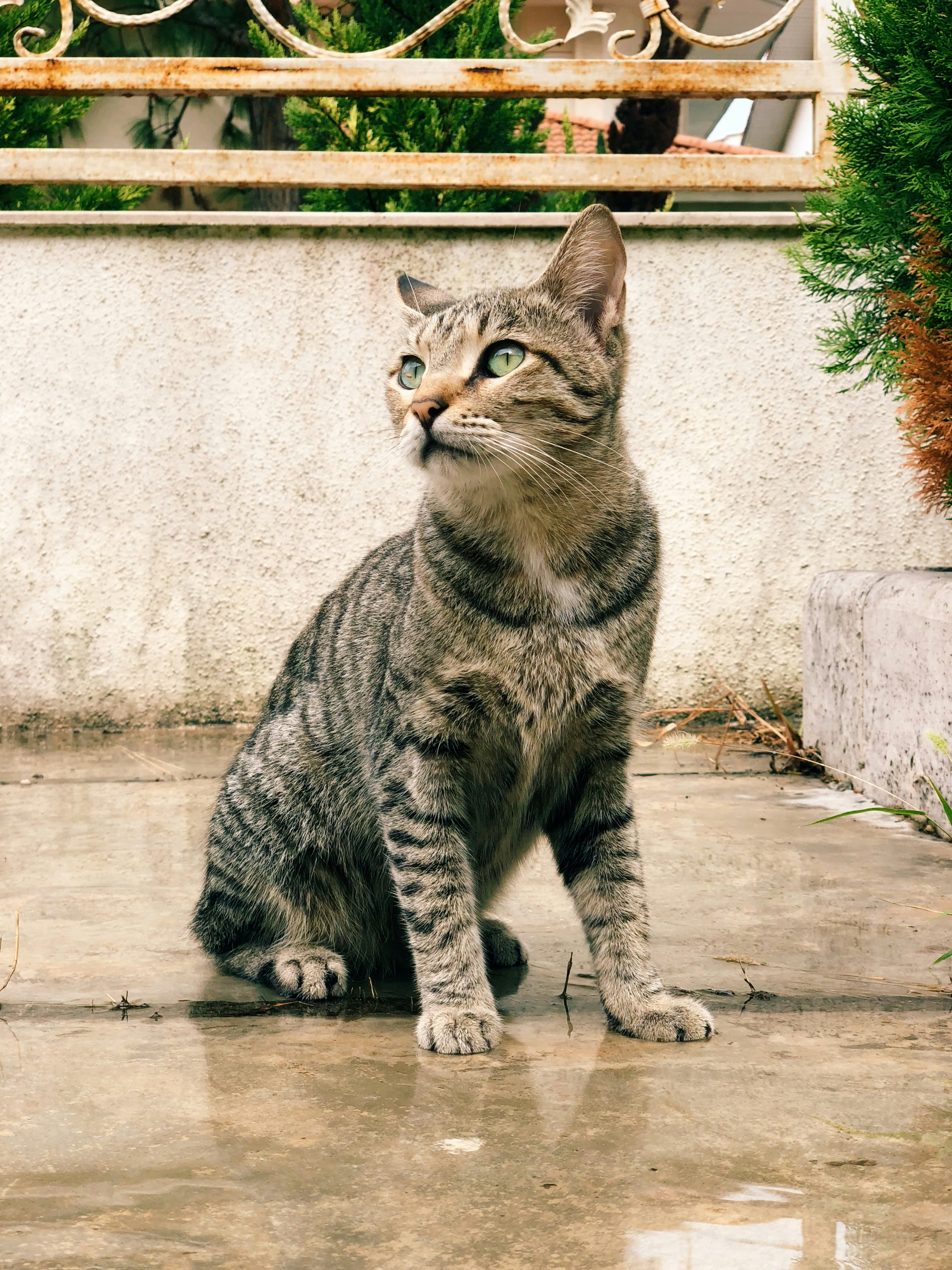 Gray tabby cat sitting on wet pavement beside a garden wall.