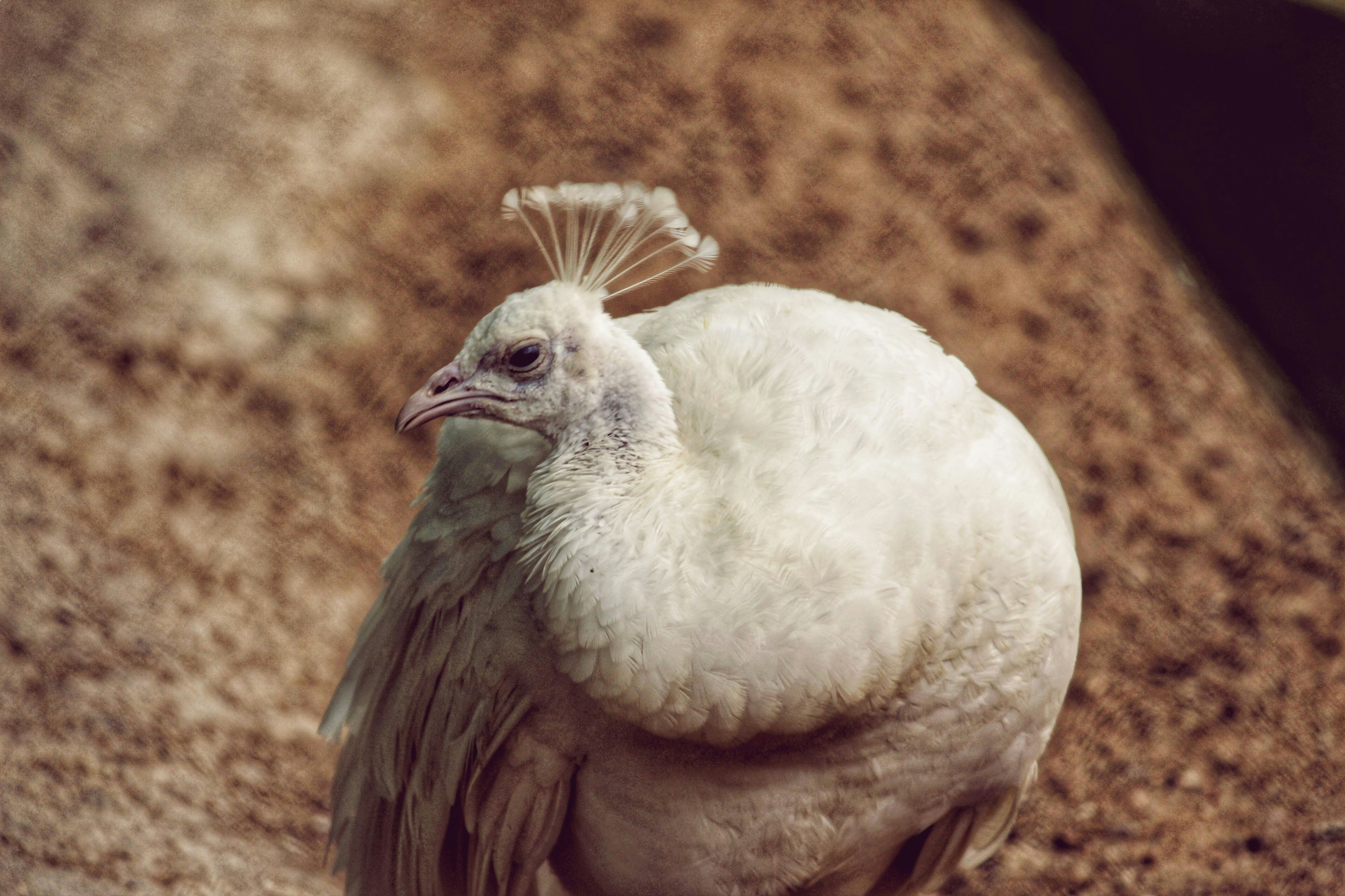 A white peacock perched gracefully against a textured background, showcasing its unique plumage and regal posture.