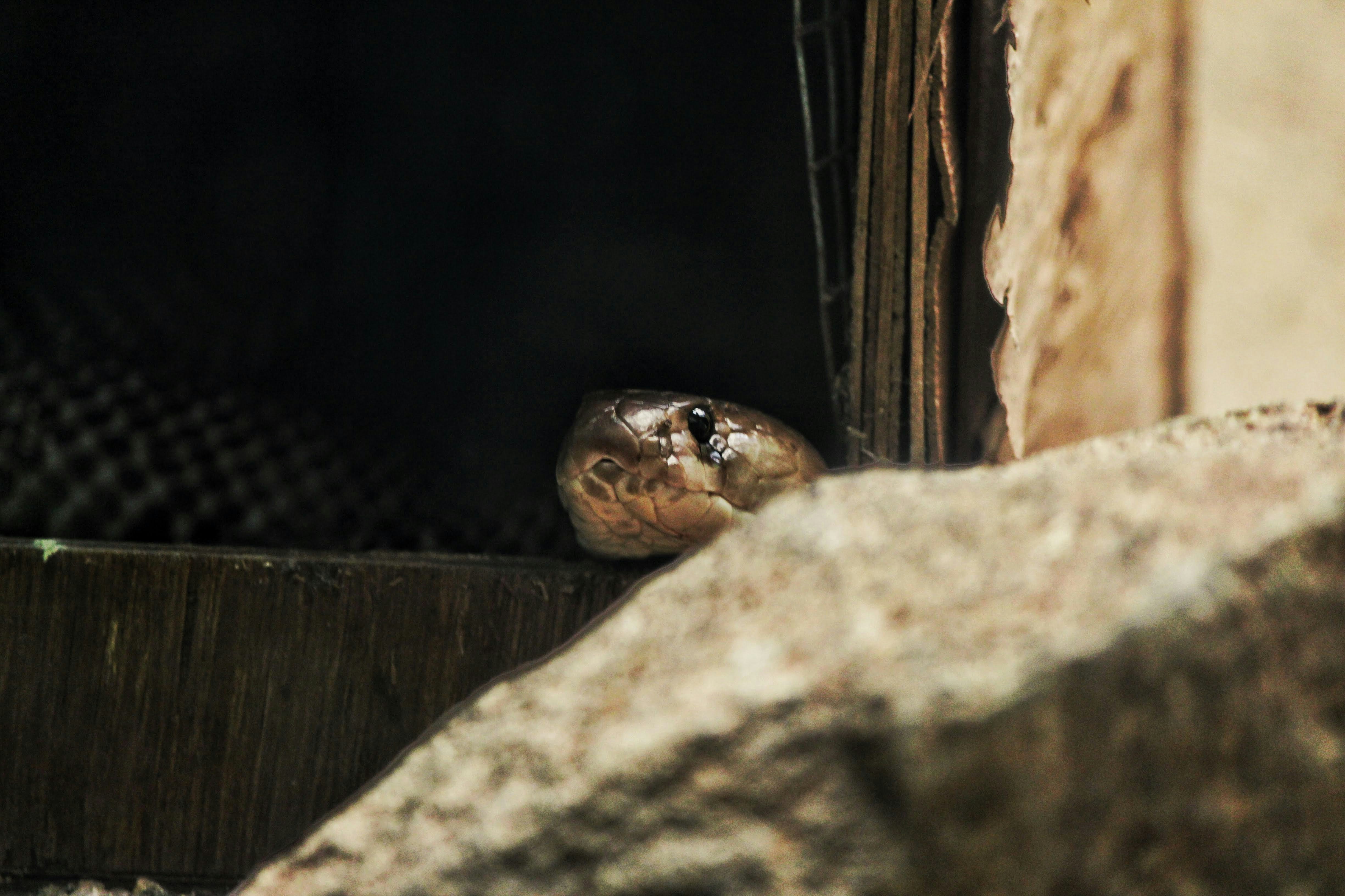 A snake's head peeks out from a rocky crevice, highlighting its keen gaze and textured scales. The dim environment enhances the sense of mystery.