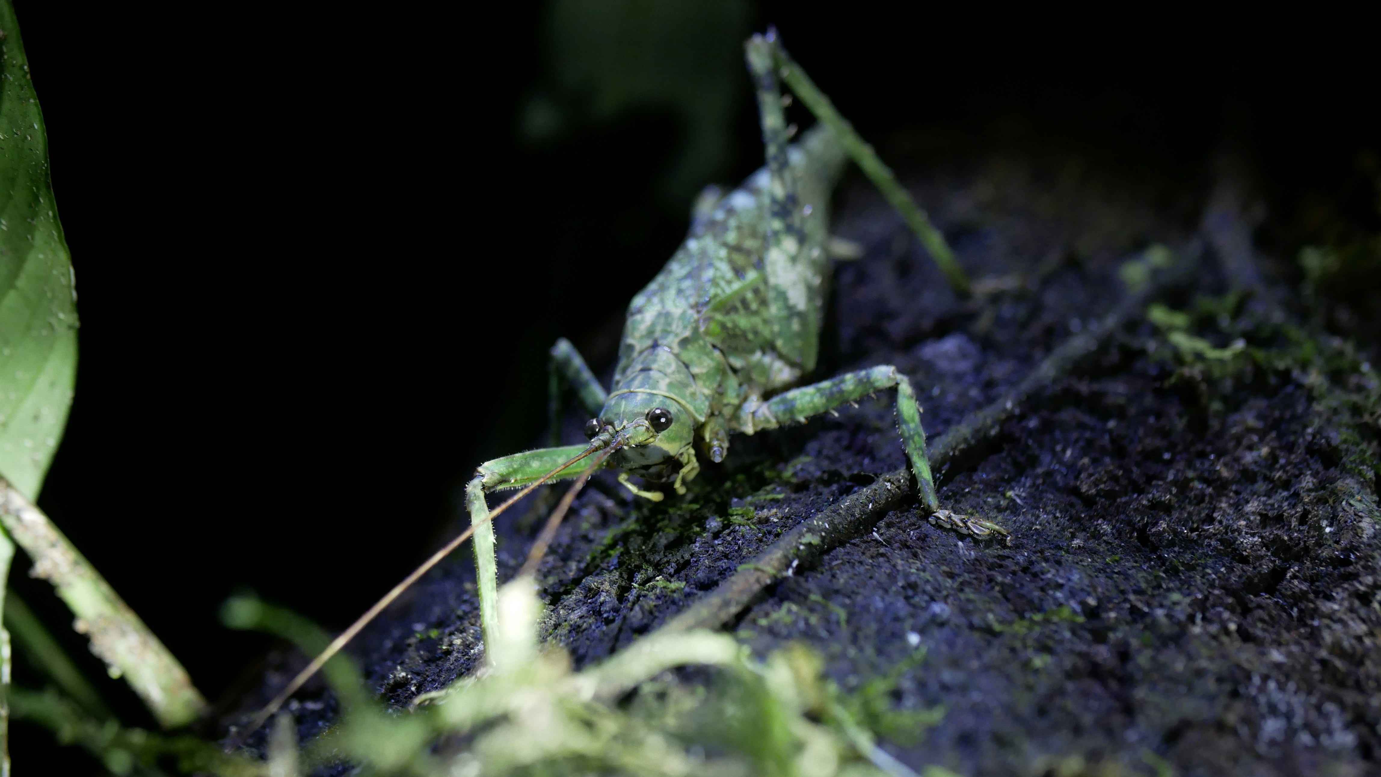 Green Canyon Mantid: A Tiny Grasp on Mossy Night