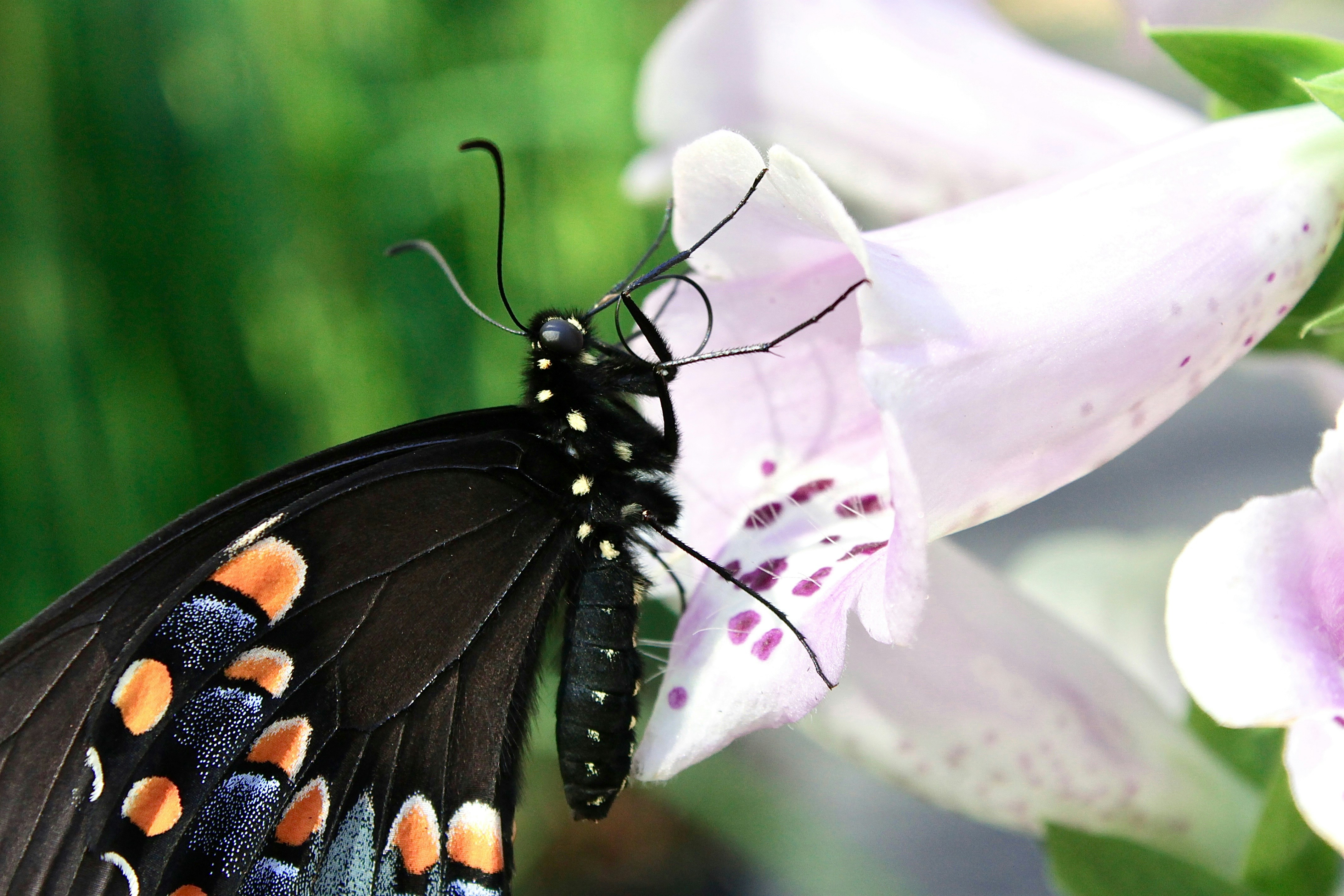 Orchid Rendezvous: A Black Swallowtail on Soft Pink Petals