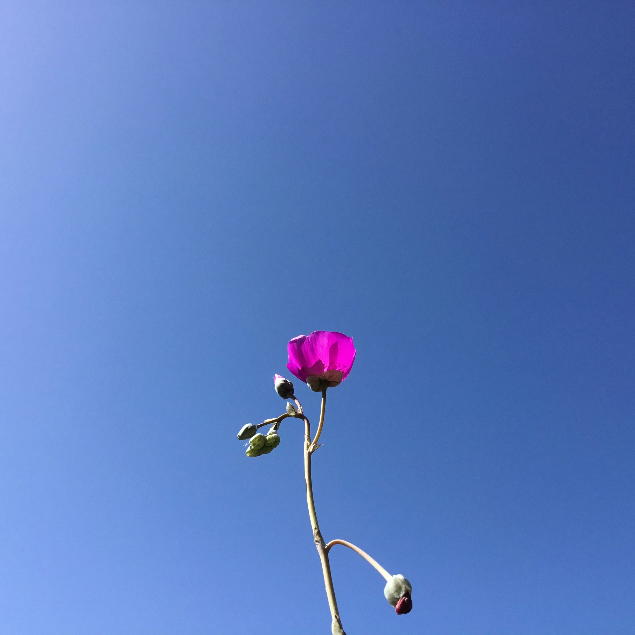 Flowers And Sky Pictures | Download Free Images on Unsplash