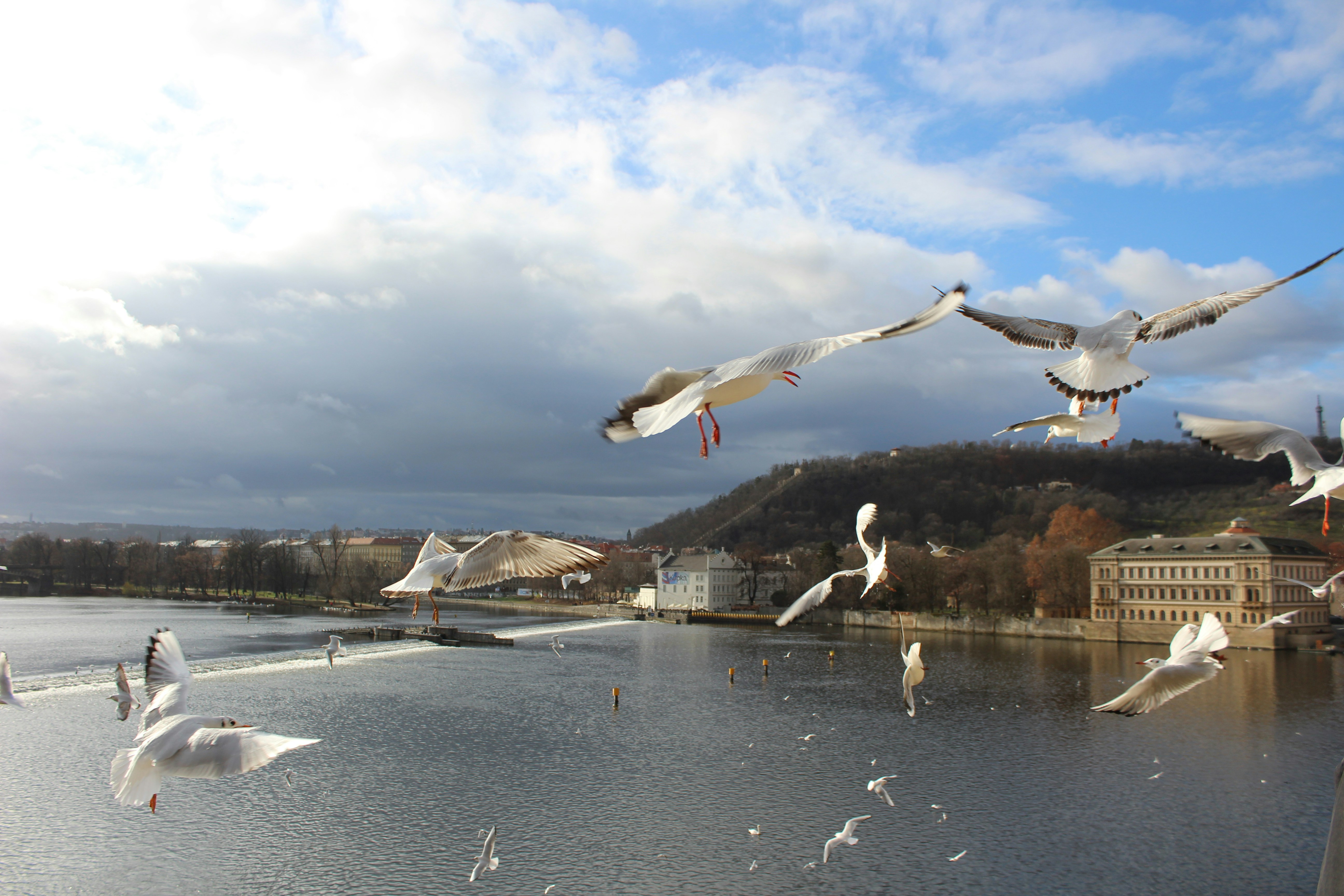 Seagulls soaring above a river with a backdrop of hills and partially cloudy skies.