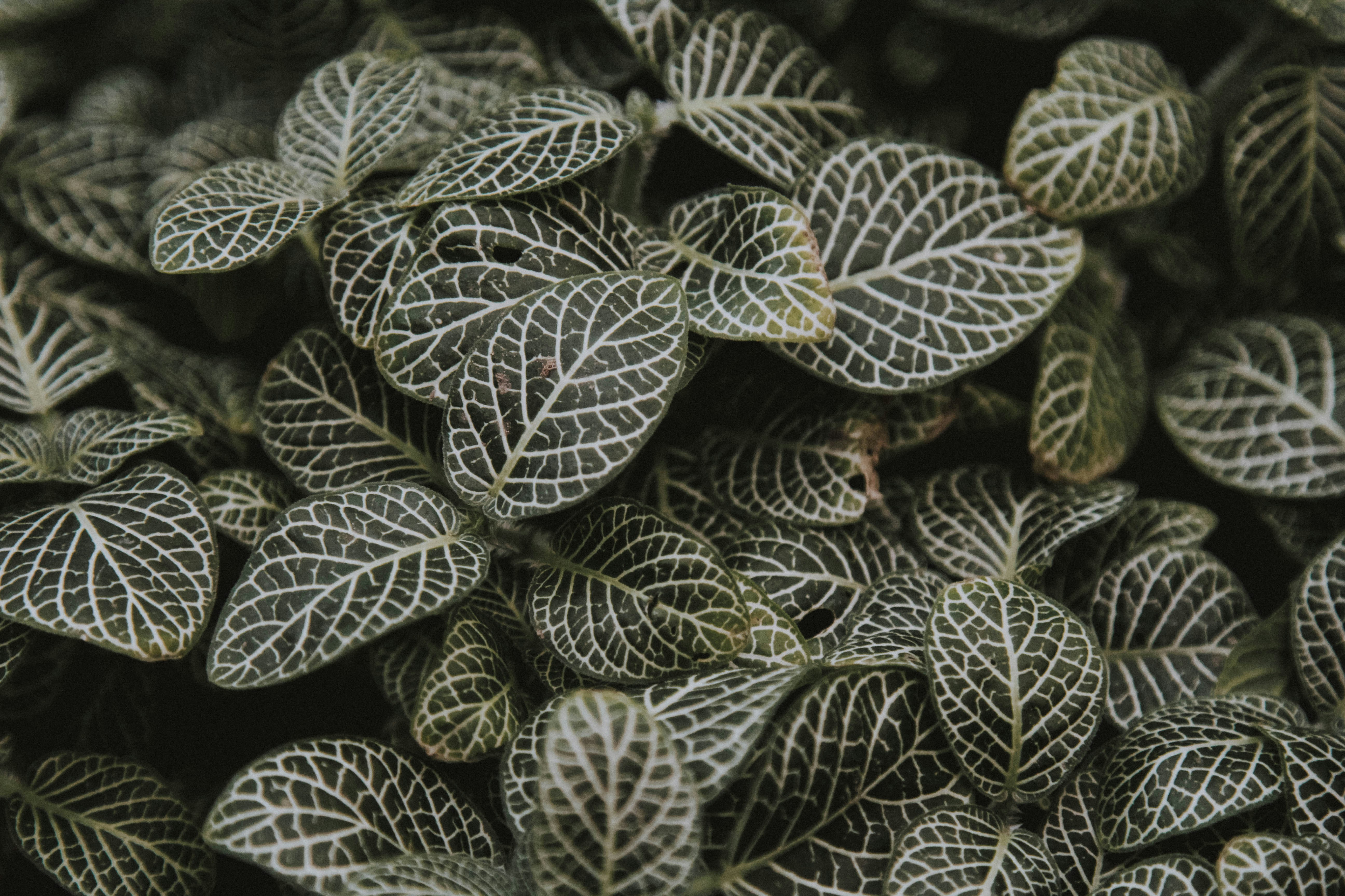 Close-up of lush green leaves showcasing intricate vein patterns. The composition highlights the delicate textures and natural symmetry.