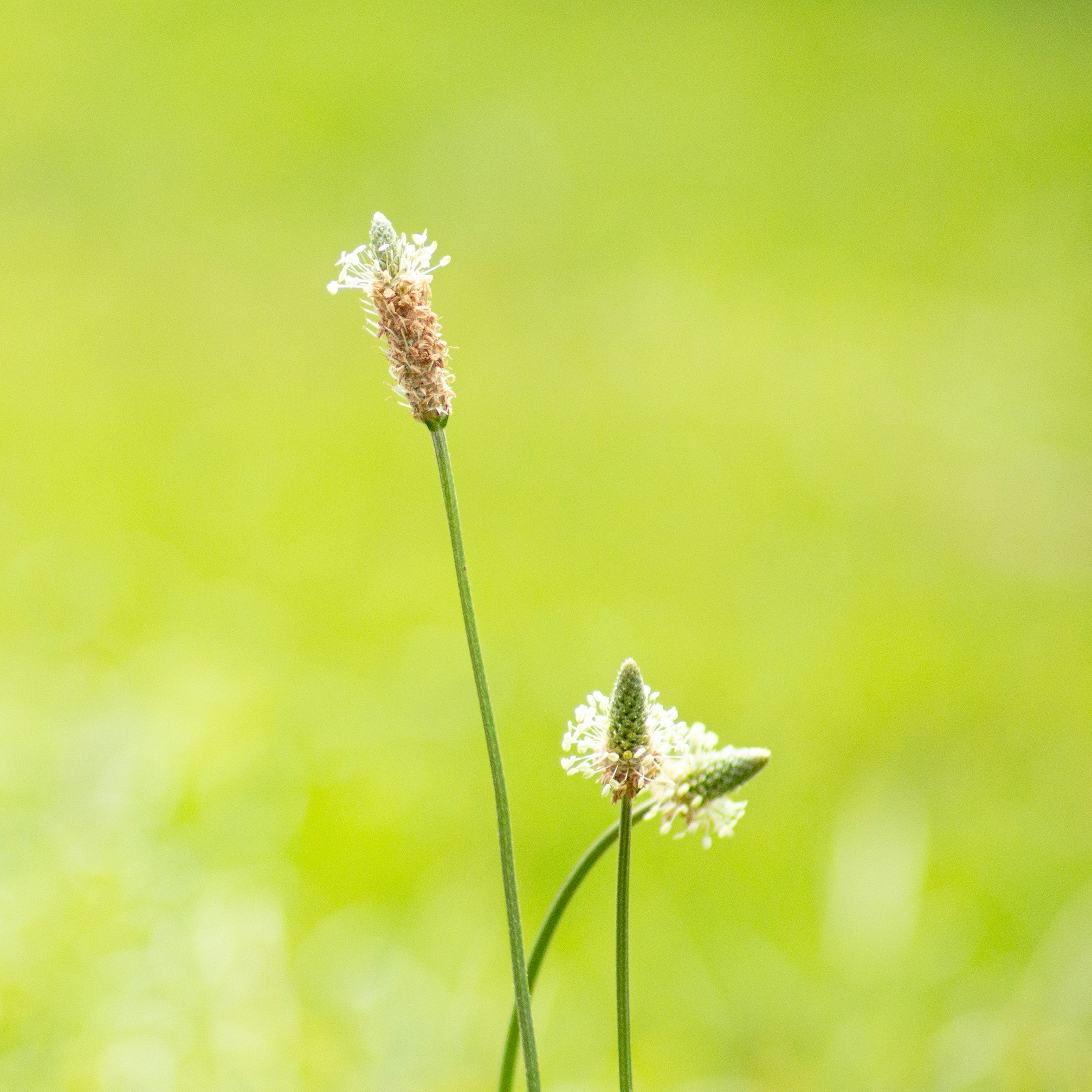 Gabriela Maxfield (@gabrielamaxfield) | Unsplash Photo Community