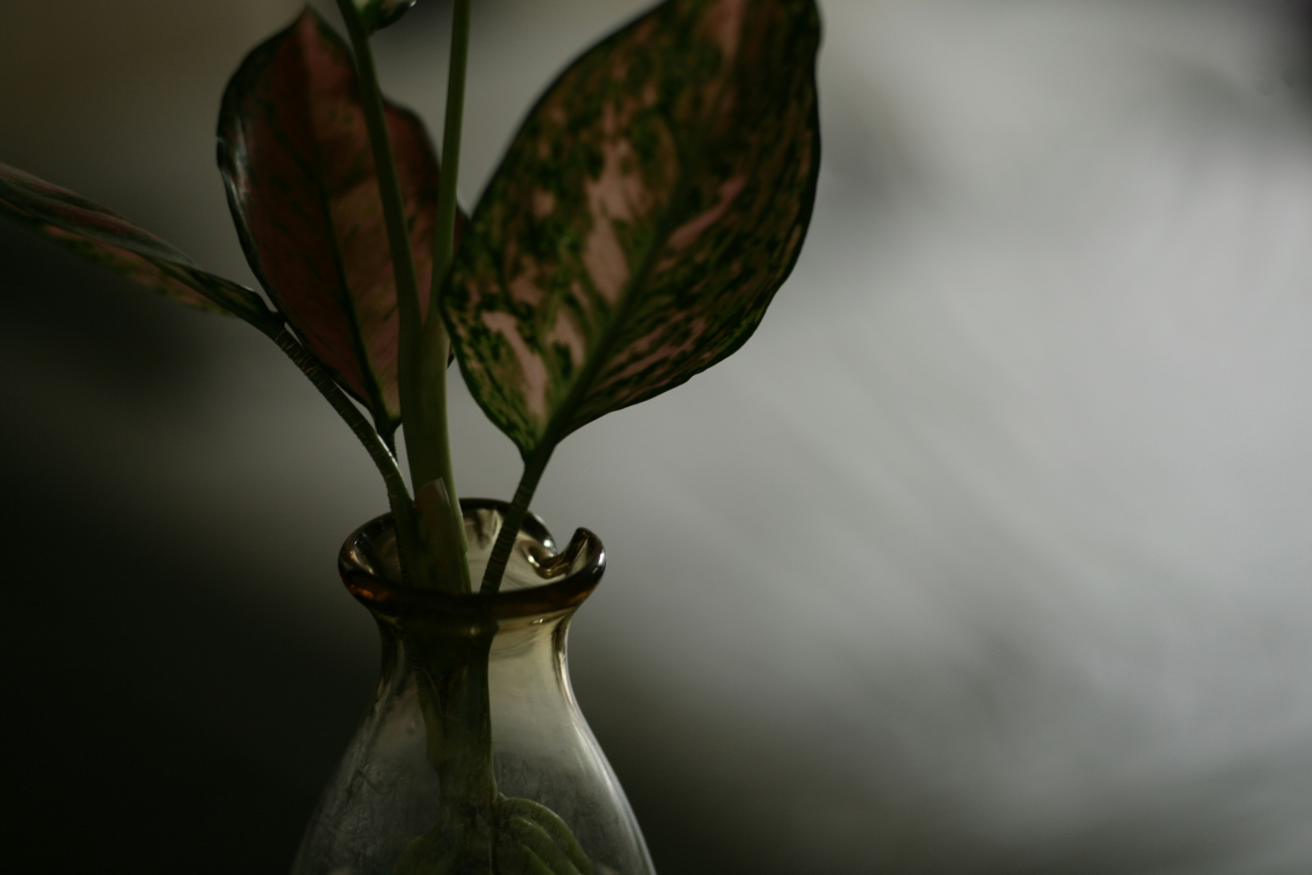 green leaf plant in black glass vase