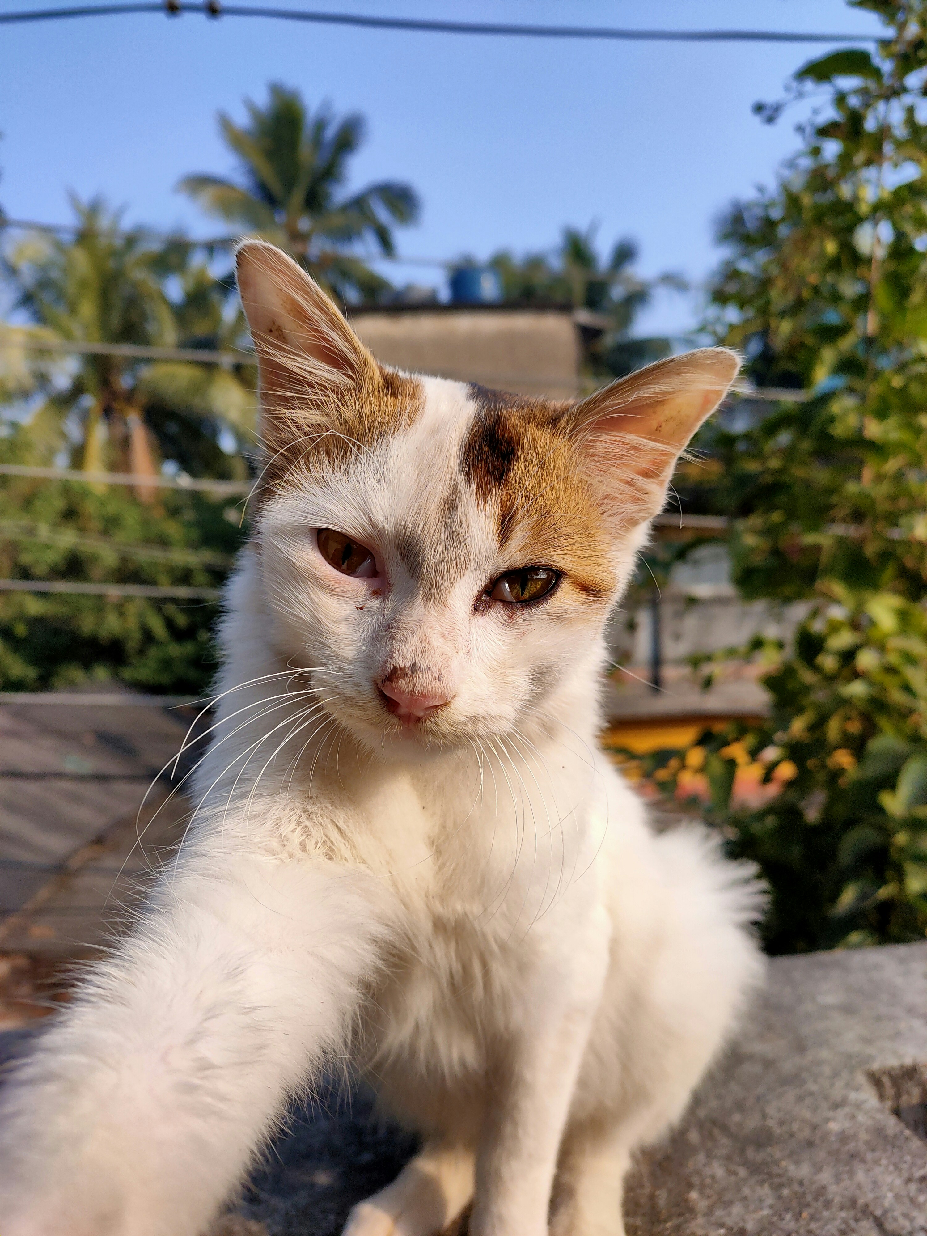 Close-Up of a Curious Calico: Sunlit Cat at the Edge of a Rooftop Garden