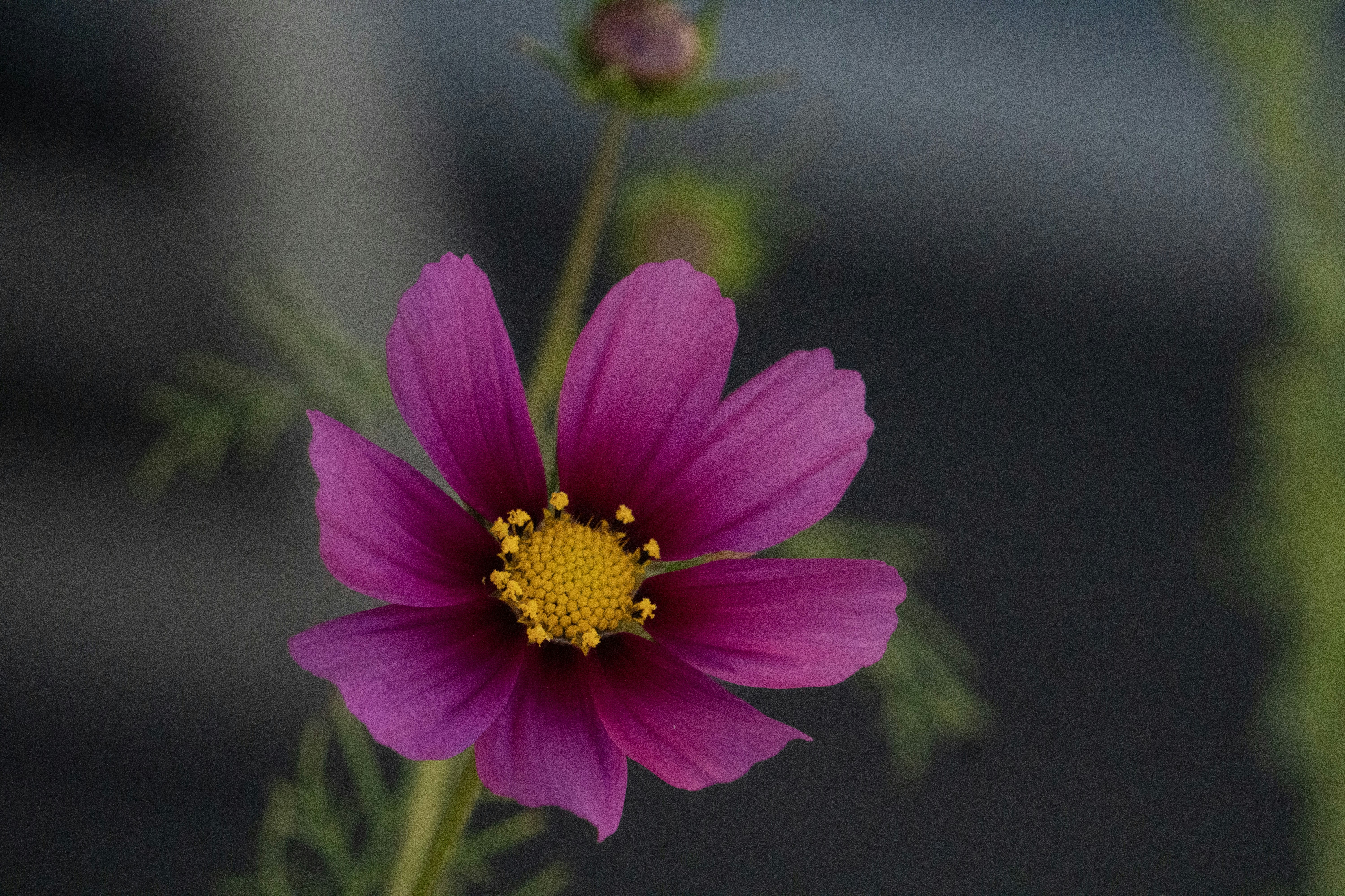 purple flower in tilt shift lens