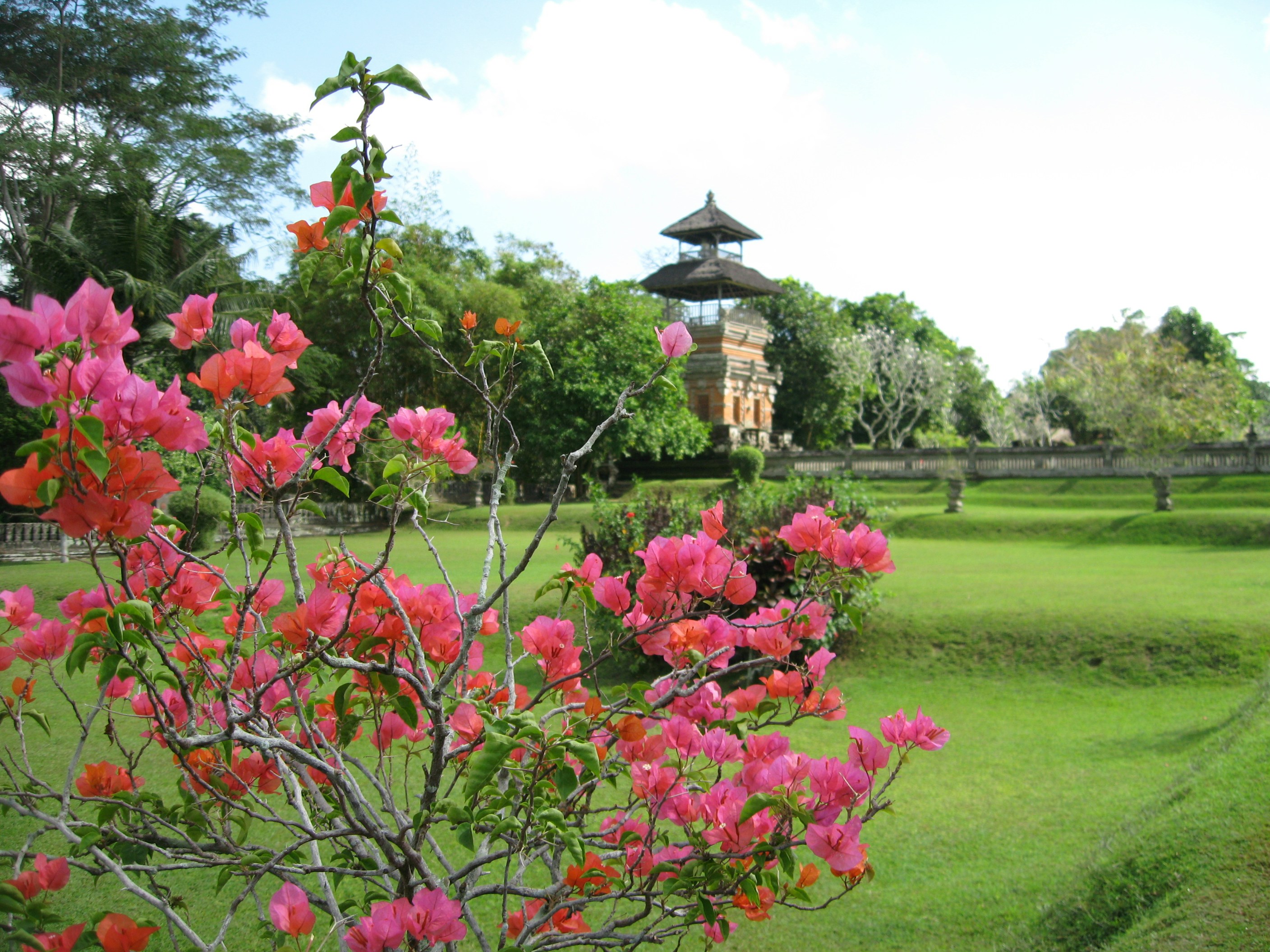 Pink flowers on green grass field during daytime photo – Free Bali ...