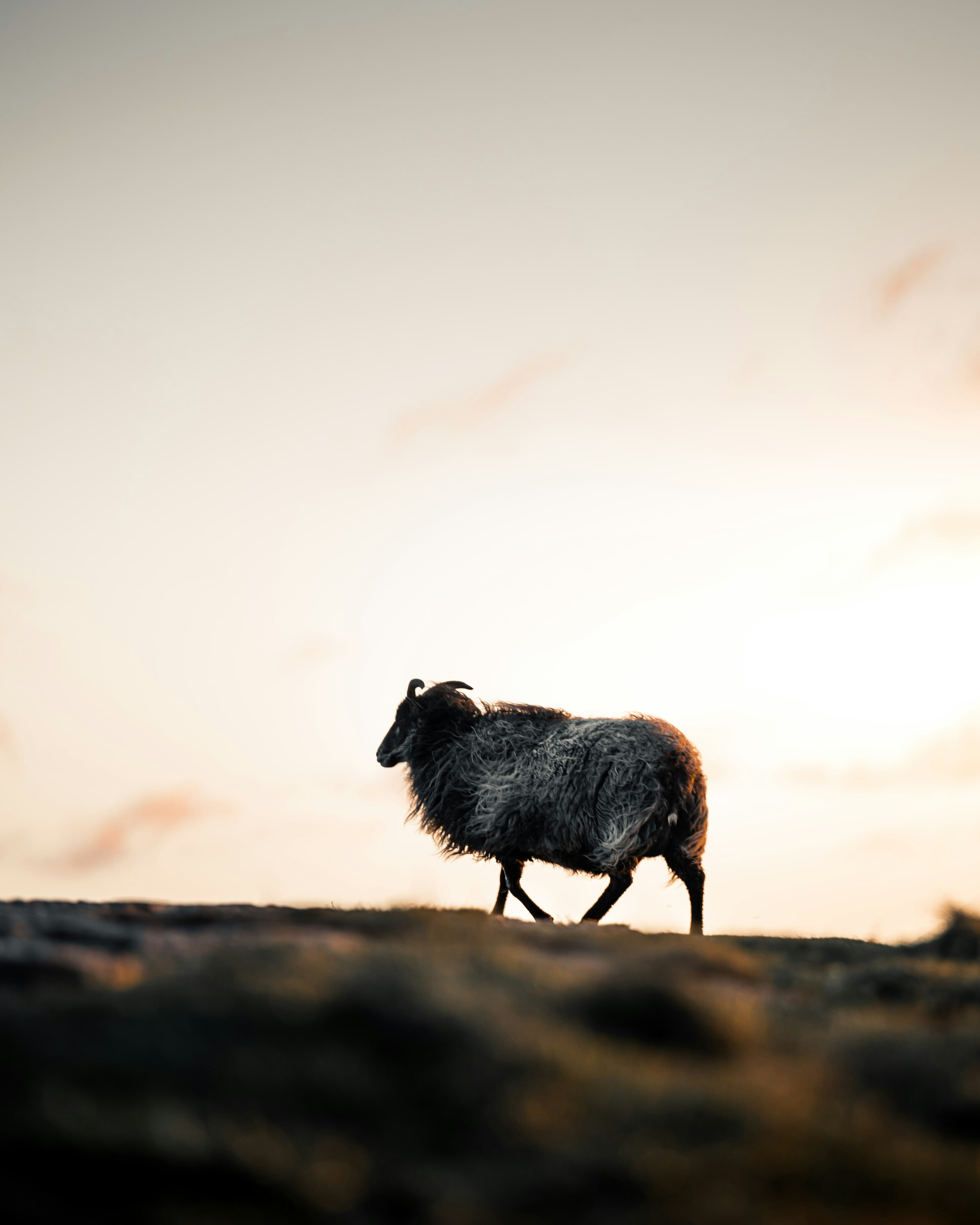 white and black sheep on brown field during daytime
