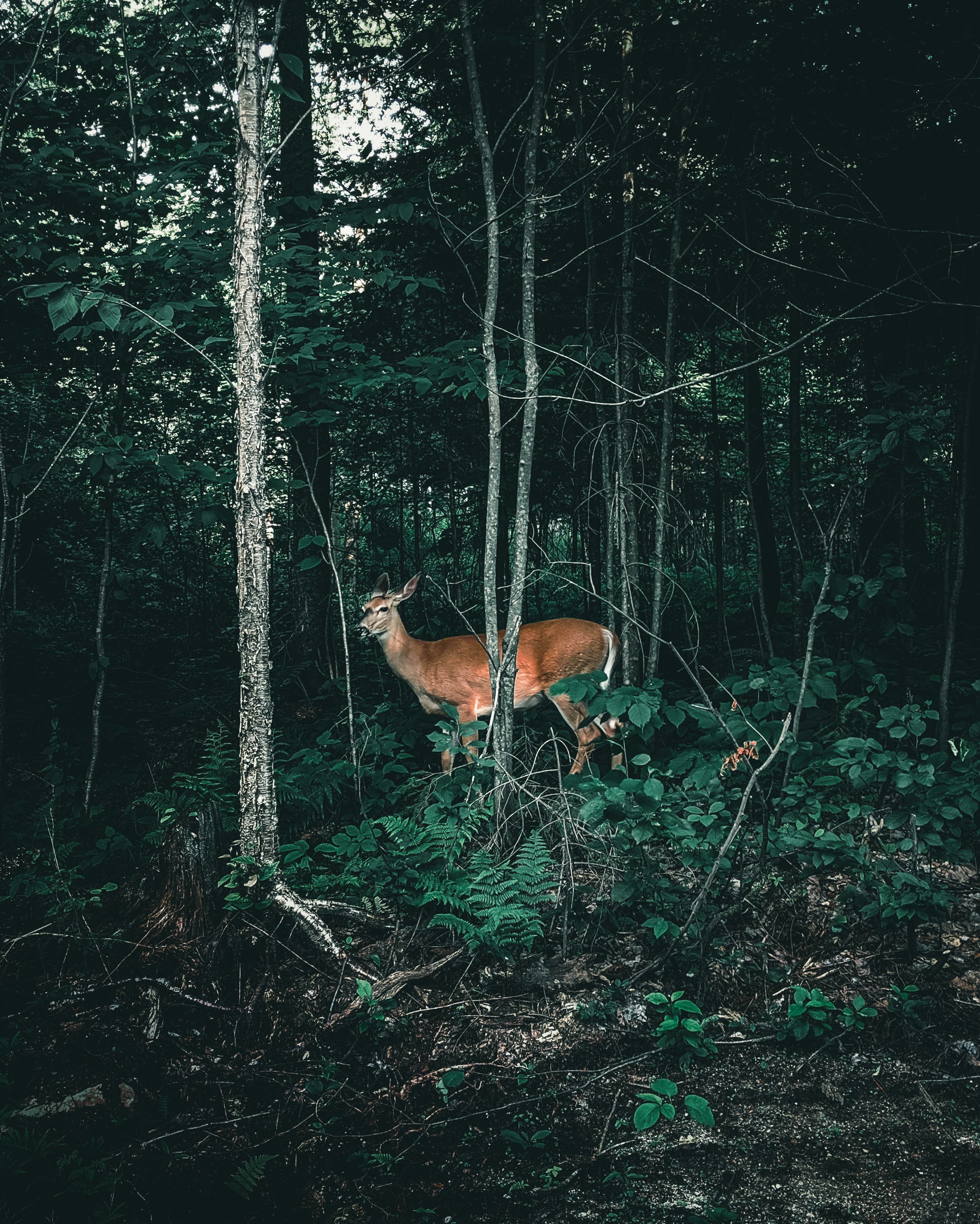 Do you guys ever encounter an animal in the wild and you just know what they're thinking? I'm pretty sure Bambi right here was thinking "I swear to God if this ugly hooman doesn't throw carrots or some shit I will shit all over his car" because an hour after I found some deer poop by my tire.