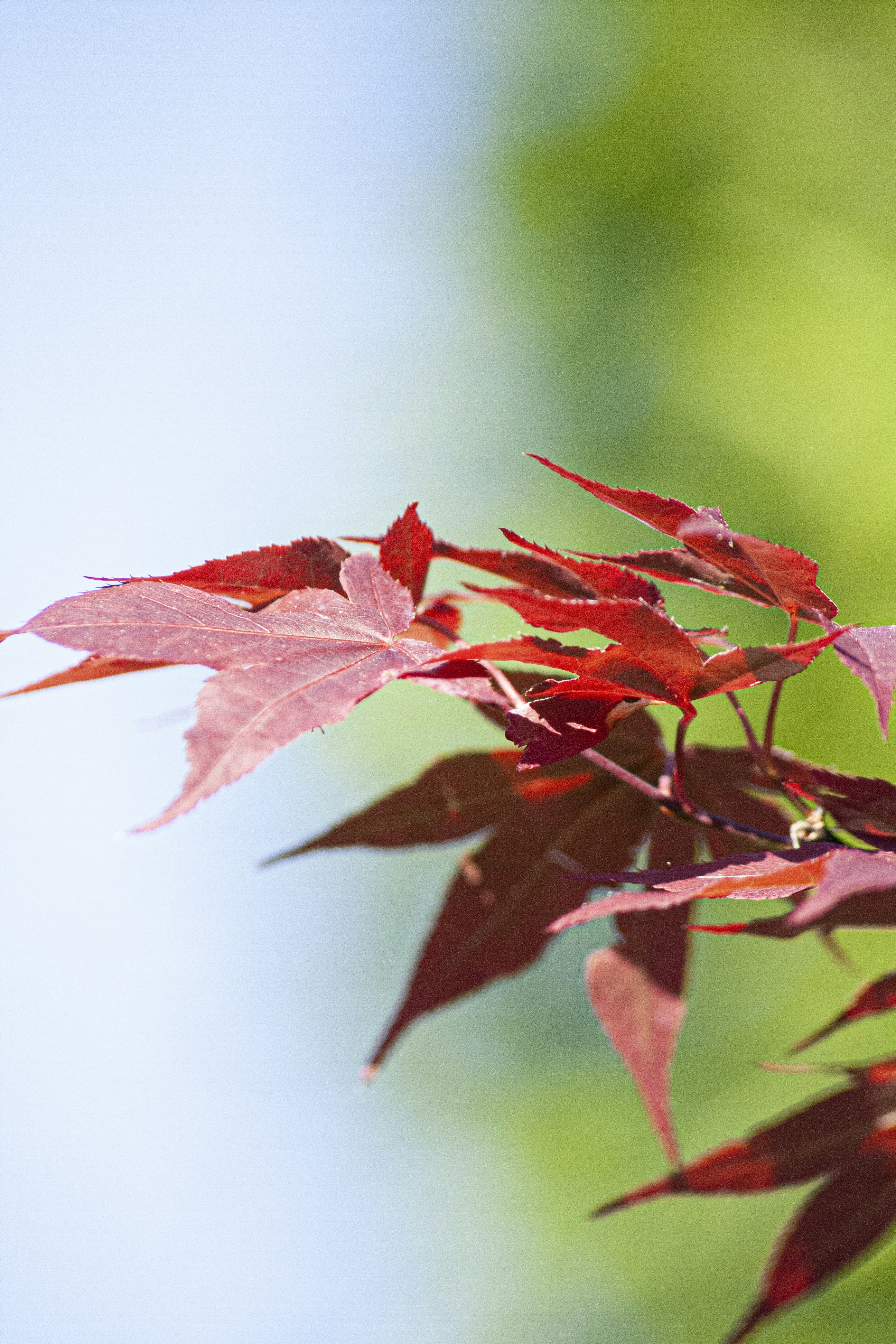 Red maple leaf in close up photography photo – Free Japan Image on Unsplash