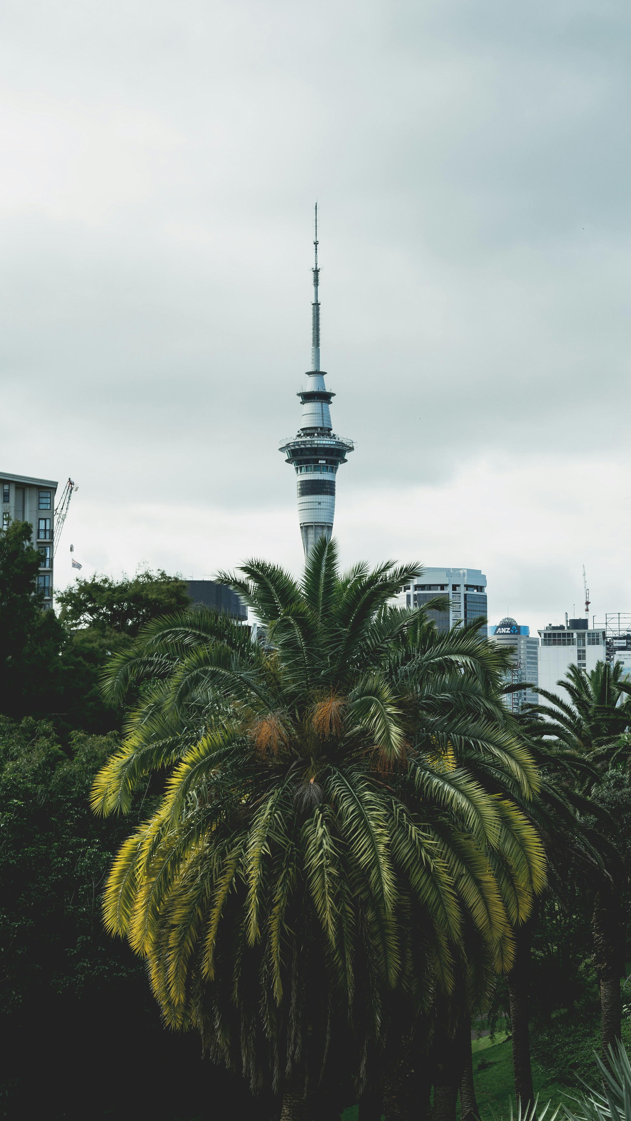 Towering palm trees frame the iconic Sky Tower amidst a cloudy urban backdrop. The scene highlights the blend of nature and city life.