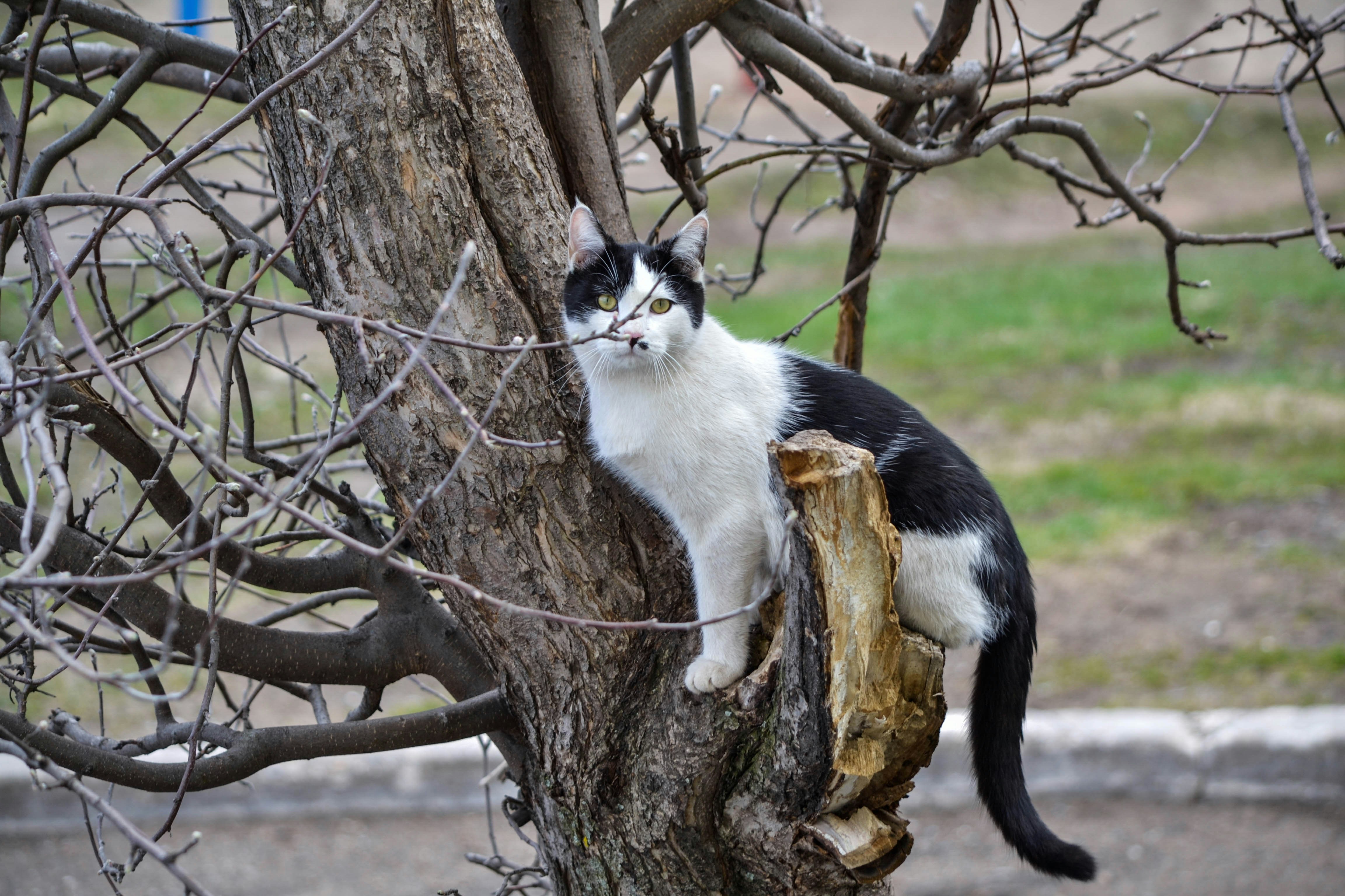 Black and white cat perched on a tree branch, observing its surroundings with curiosity.