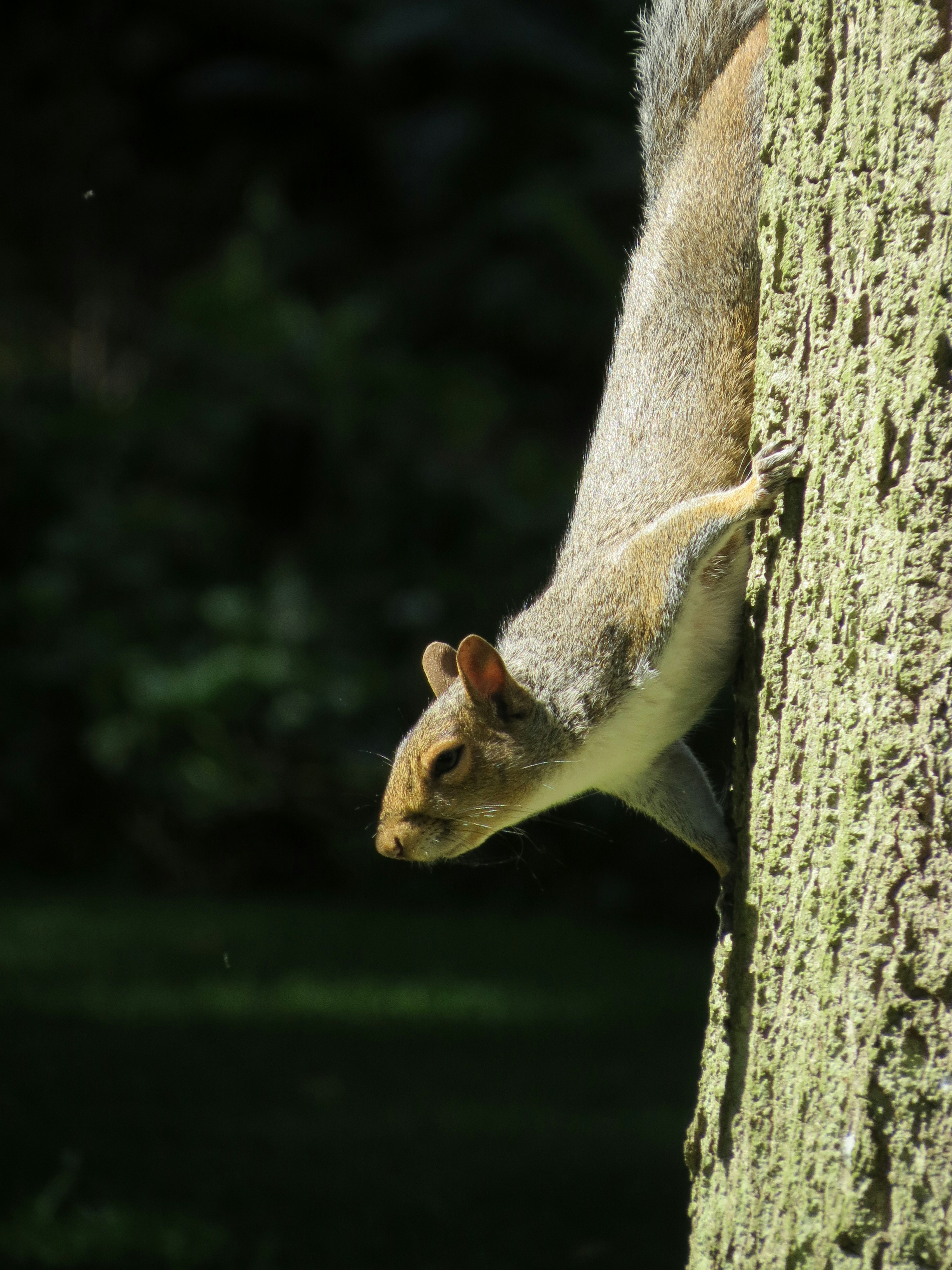 Grey squirrel on tree bark | brown squirrel on tree branch during daytime