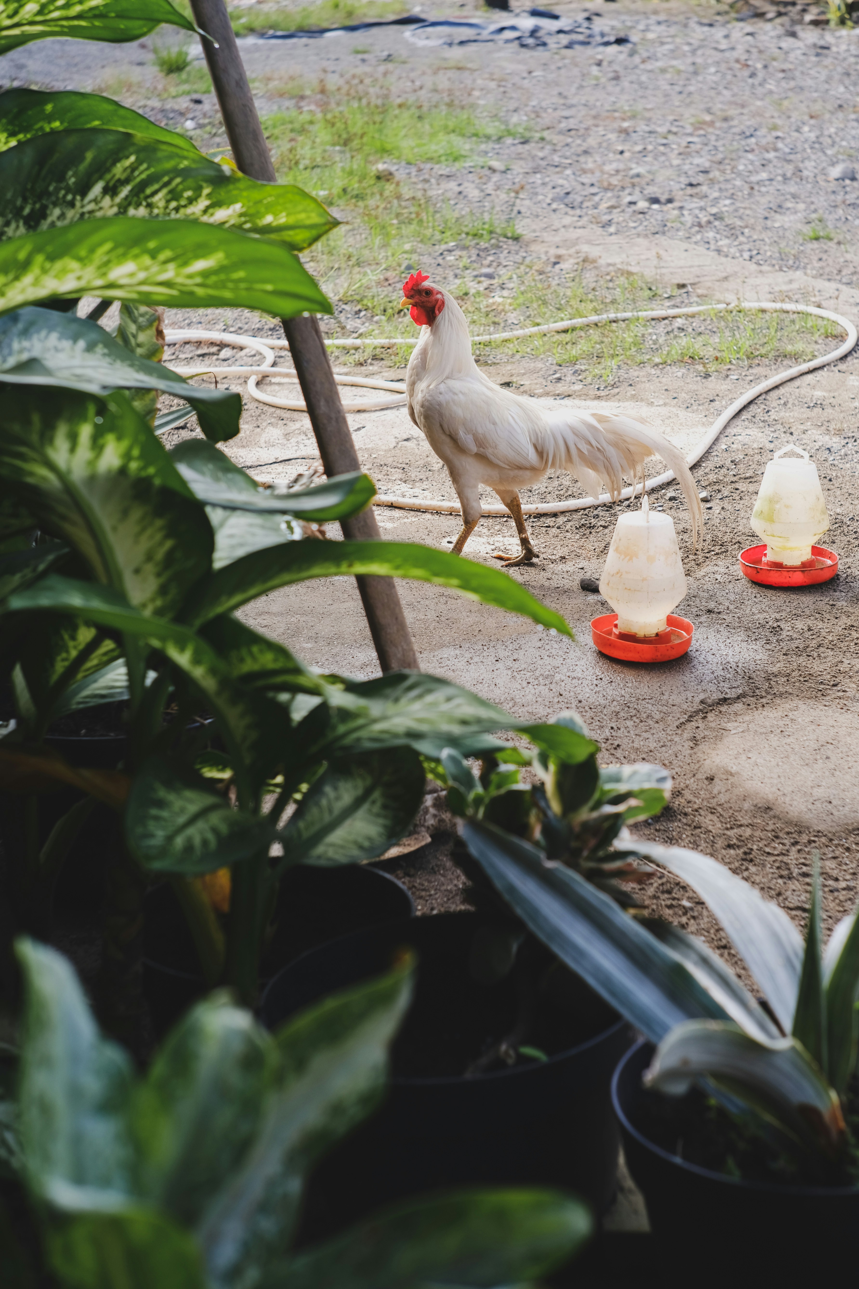 Whistle-Stop at the Coop: White Chick on a Gravel Patch