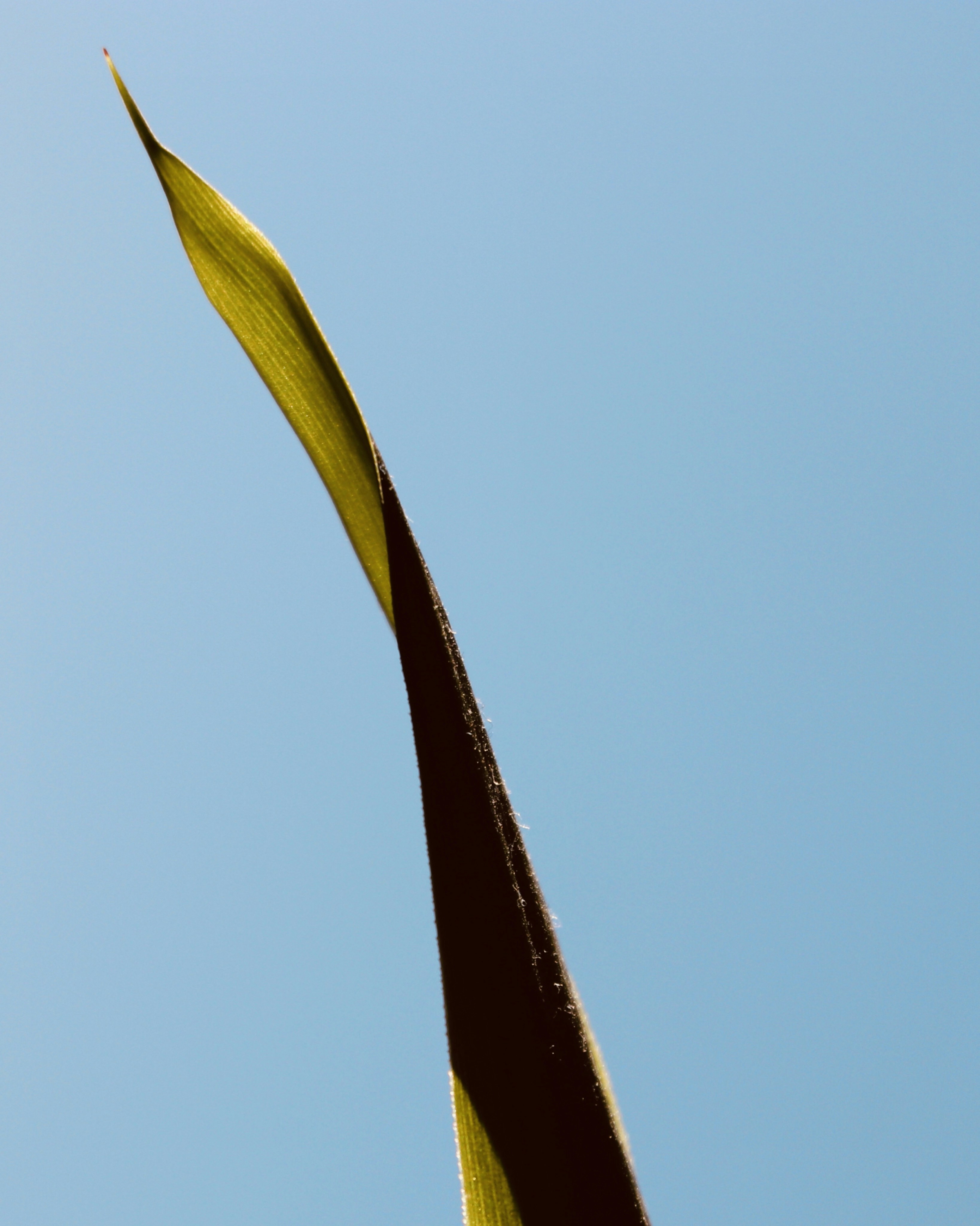 Green palm and blue sky