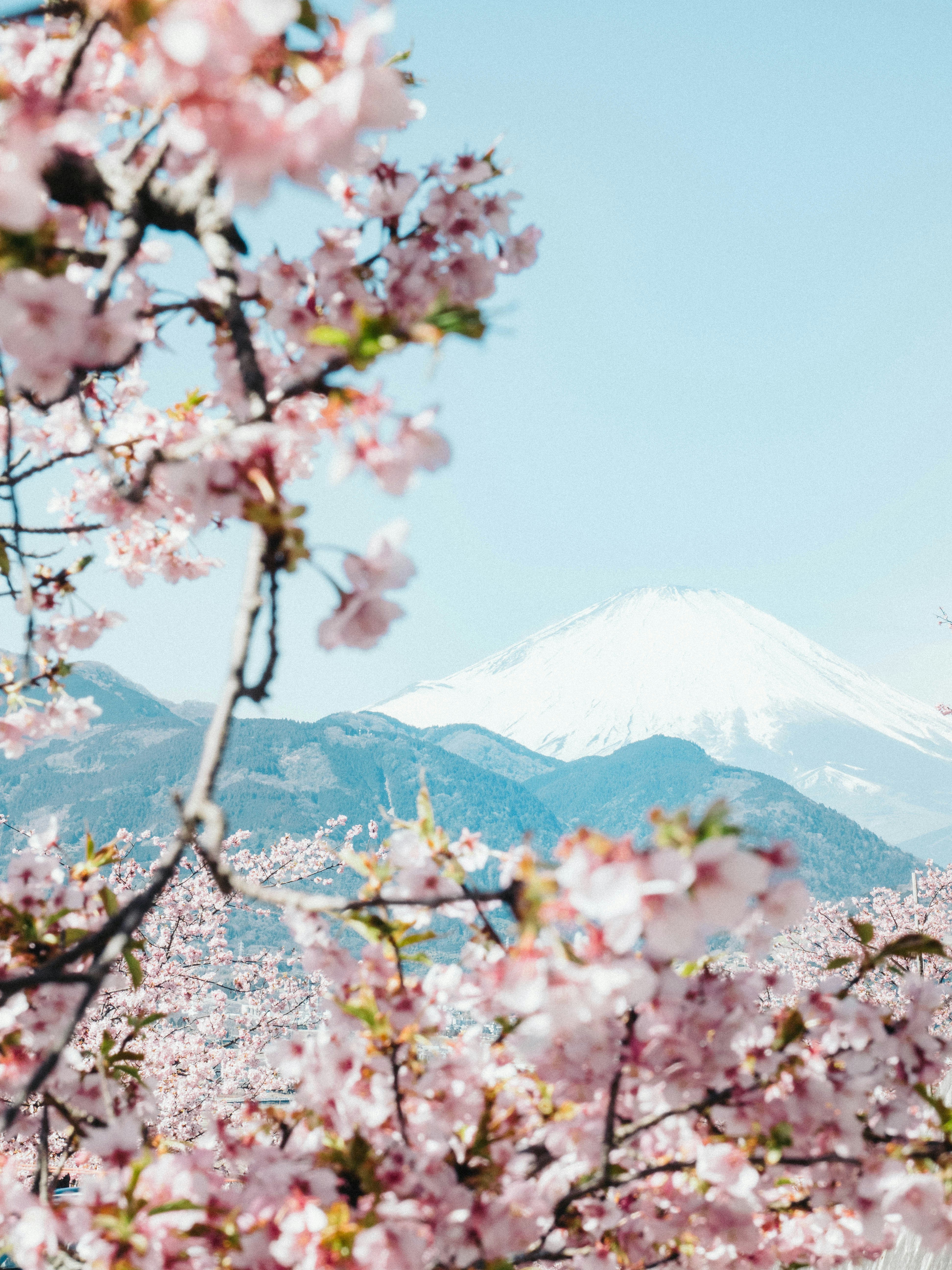 Cherry blossoms | 100+ best free cherry blossom, flower, spring and ...