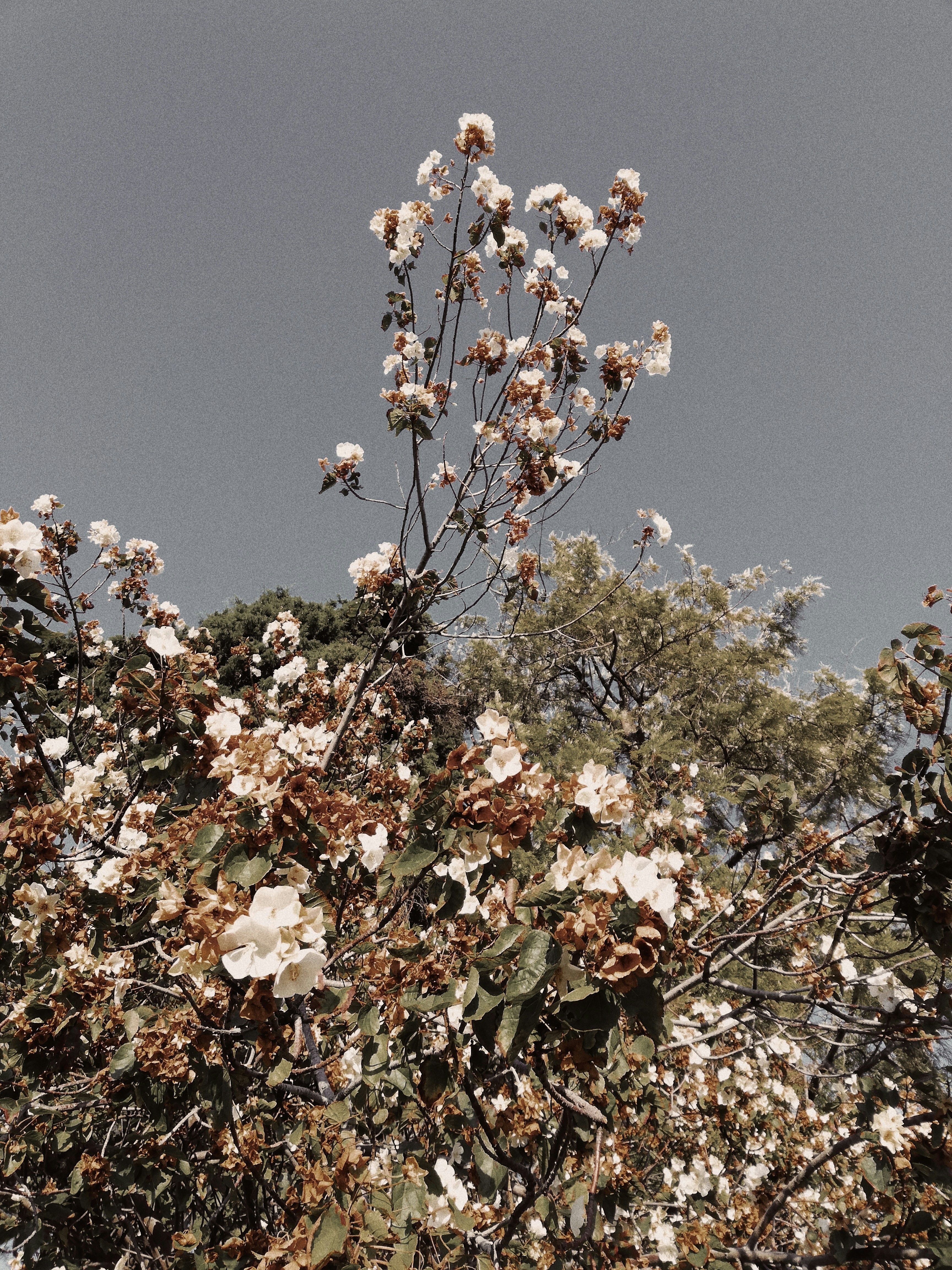 Blooming Branch Against Clear Sky