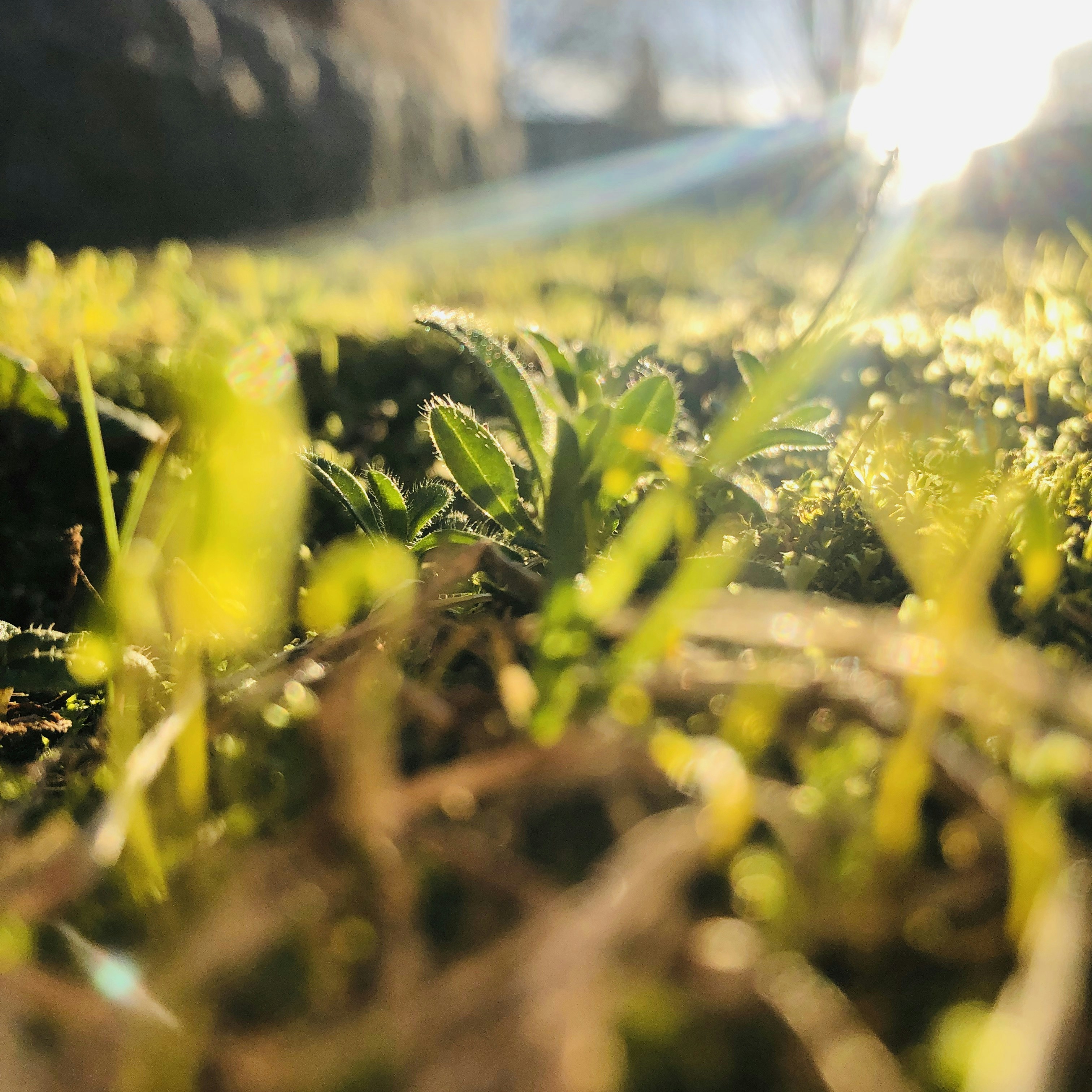 Dew-kissed grass illuminated by the morning sun with a soft bokeh effect.