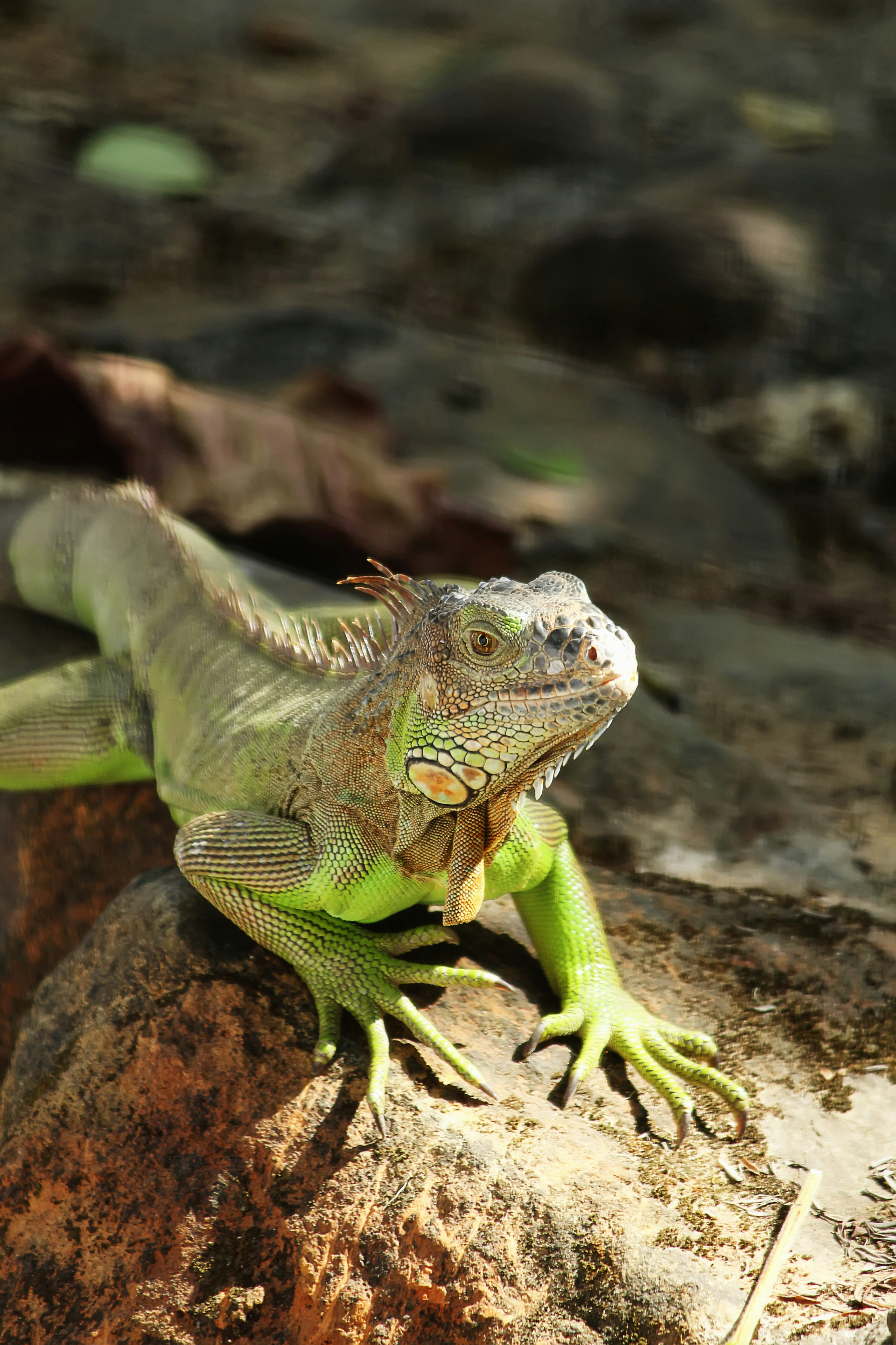 A large lizard sitting on top of a rock photo – Free Lizard Image on ...