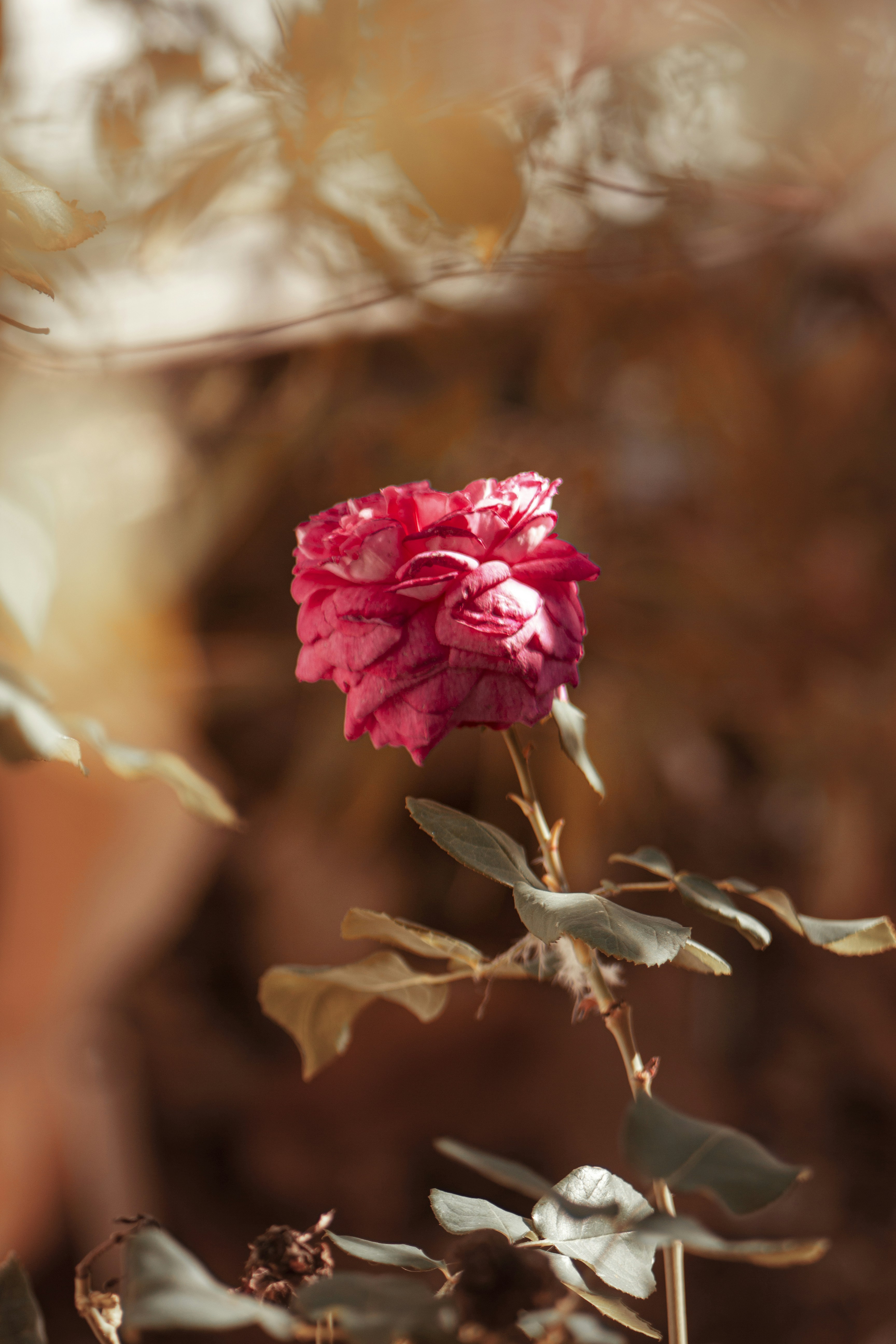 Faded Flower Pictures | Download Free Images on Unsplash