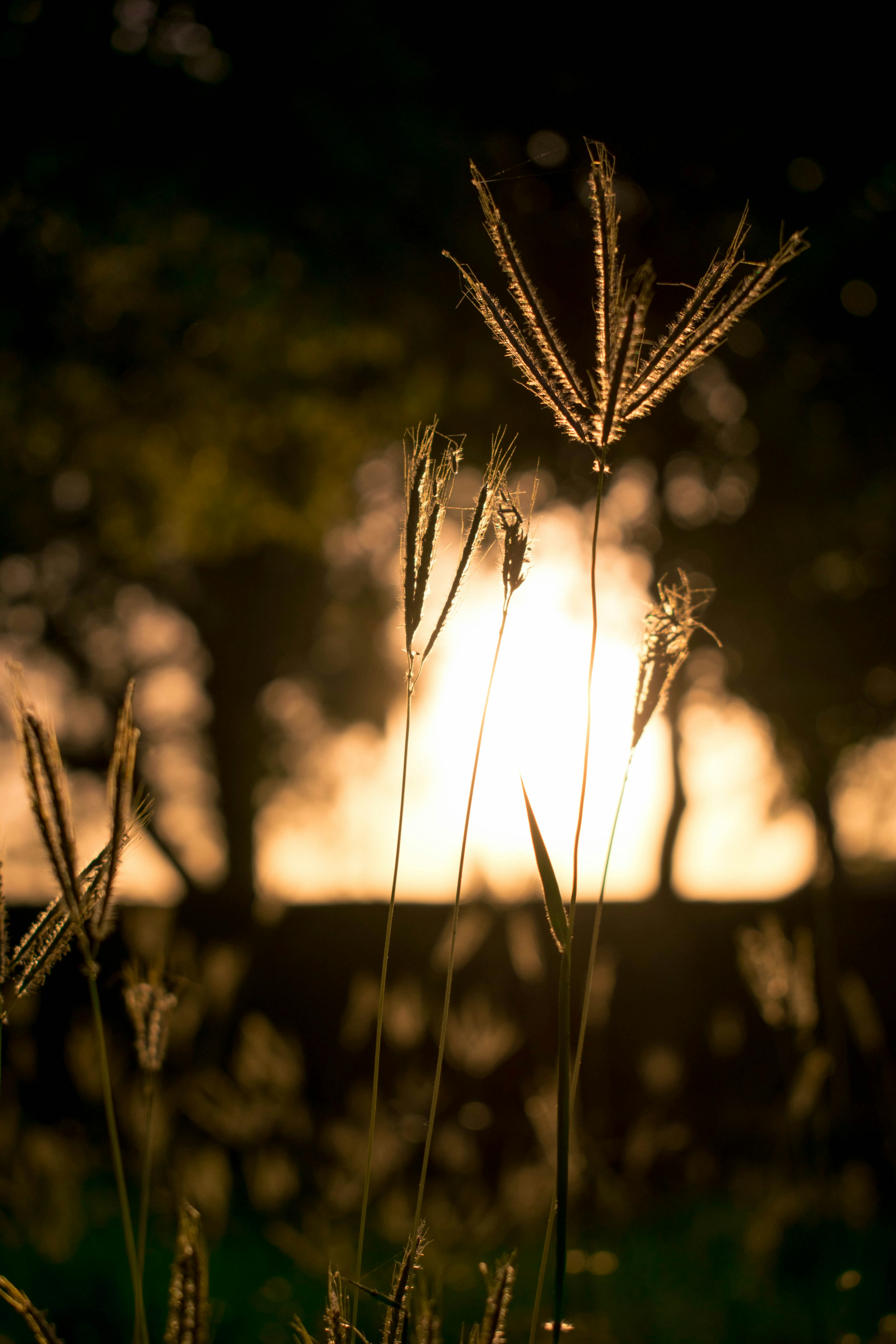 Gold Nature Pictures | Download Free Images on Unsplash