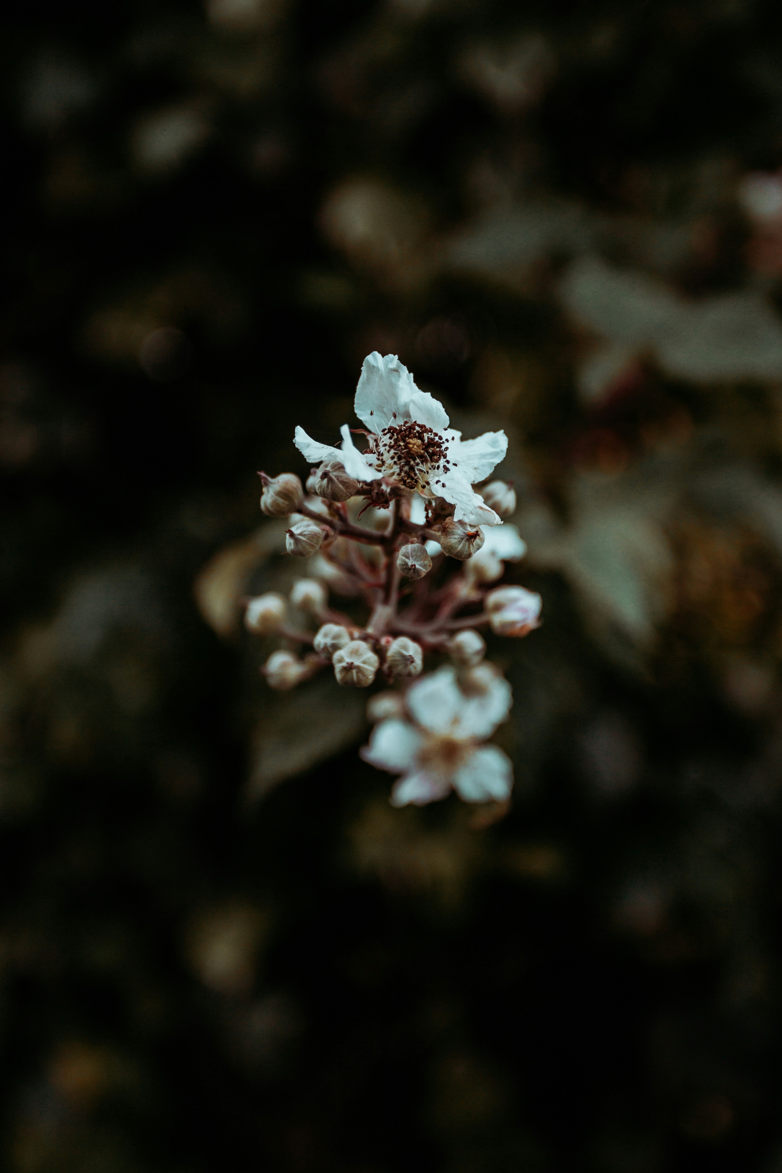 Central bloom: a lone pale flower reaching through a velvet dark backdrop