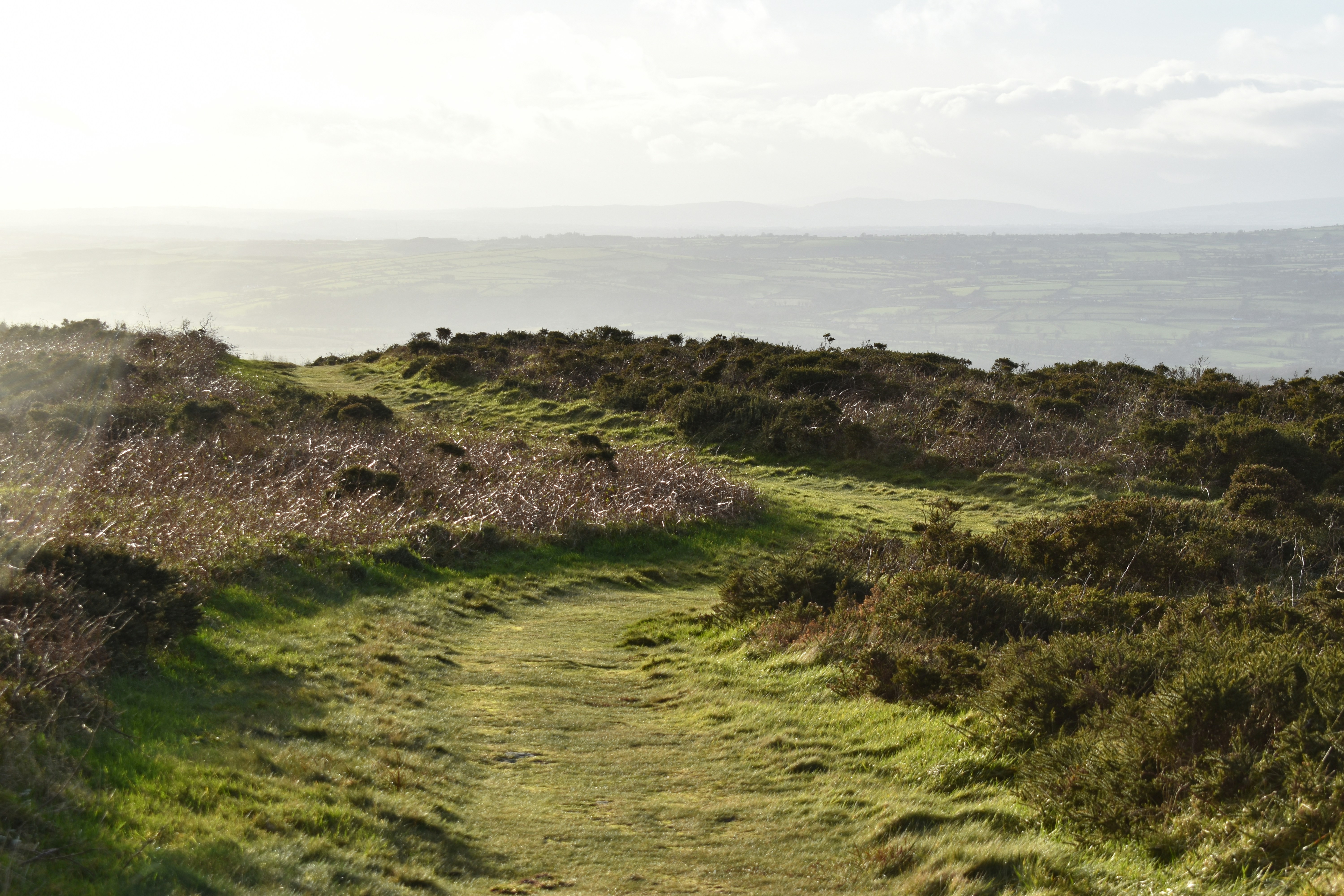 Coastal Path Through Heathers to the Distant Sea