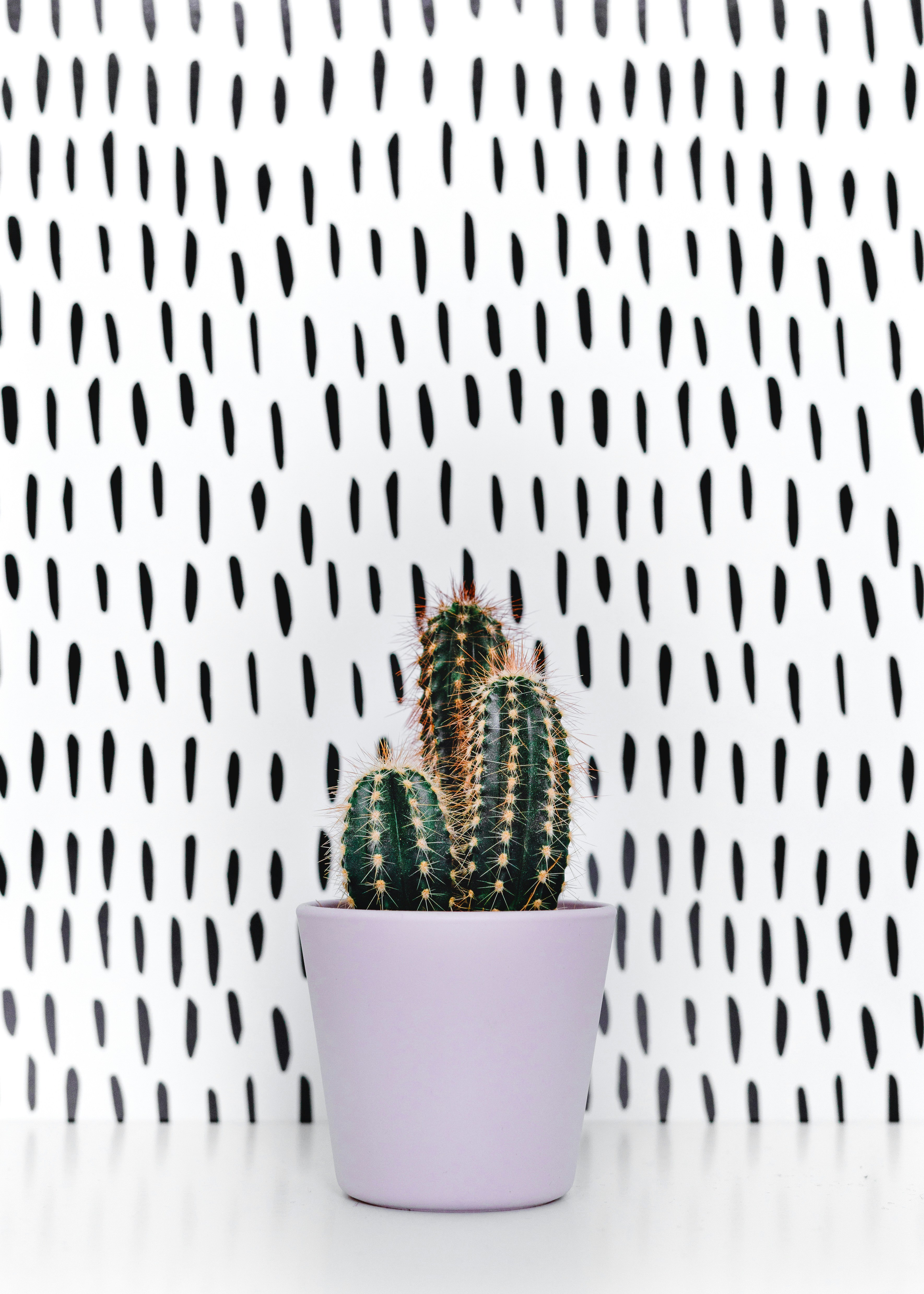 Cactus in Lavender Pot Stands Quietly Before a Patterned Wall of Dashes