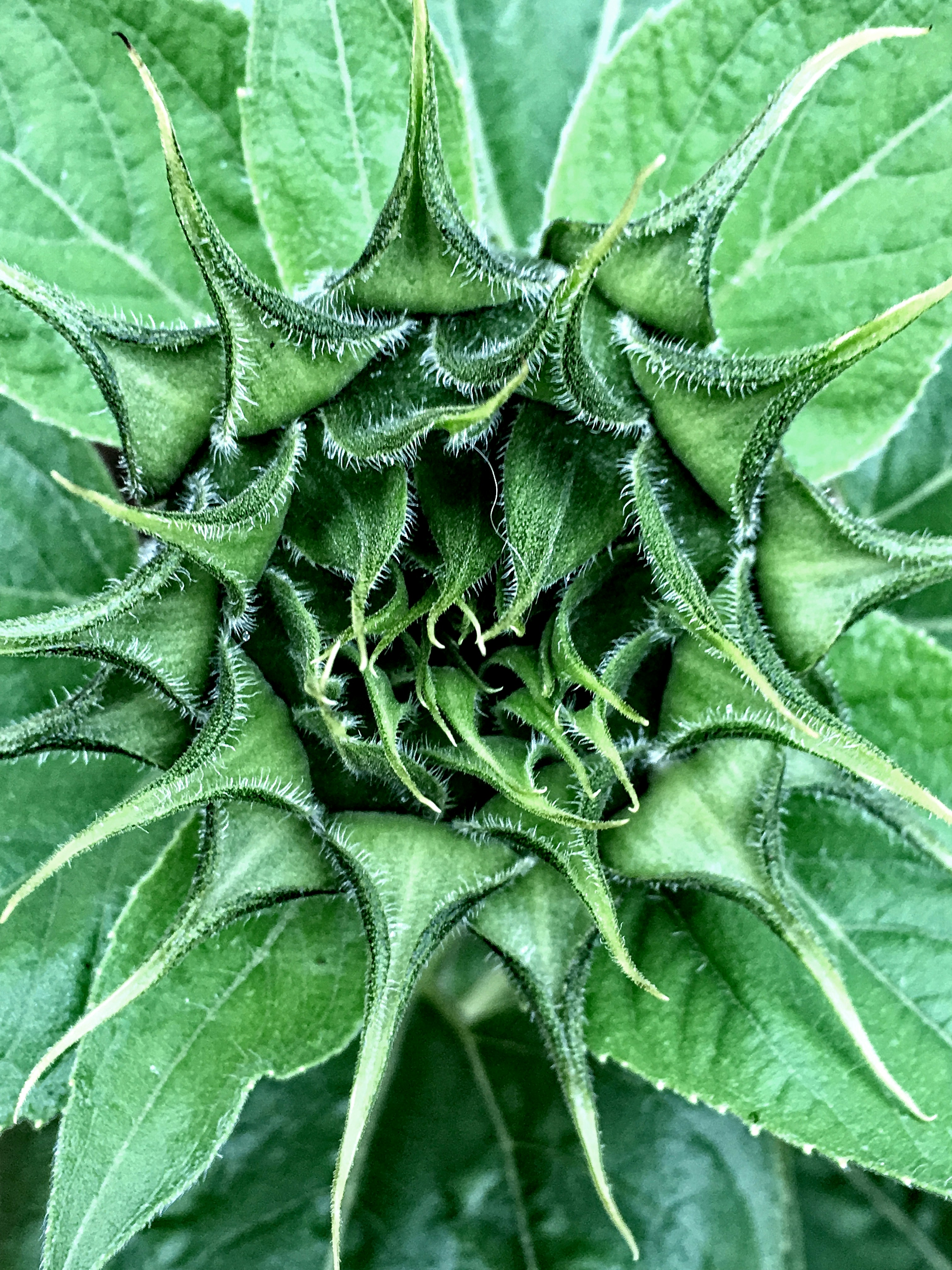 Close up of a sunflower