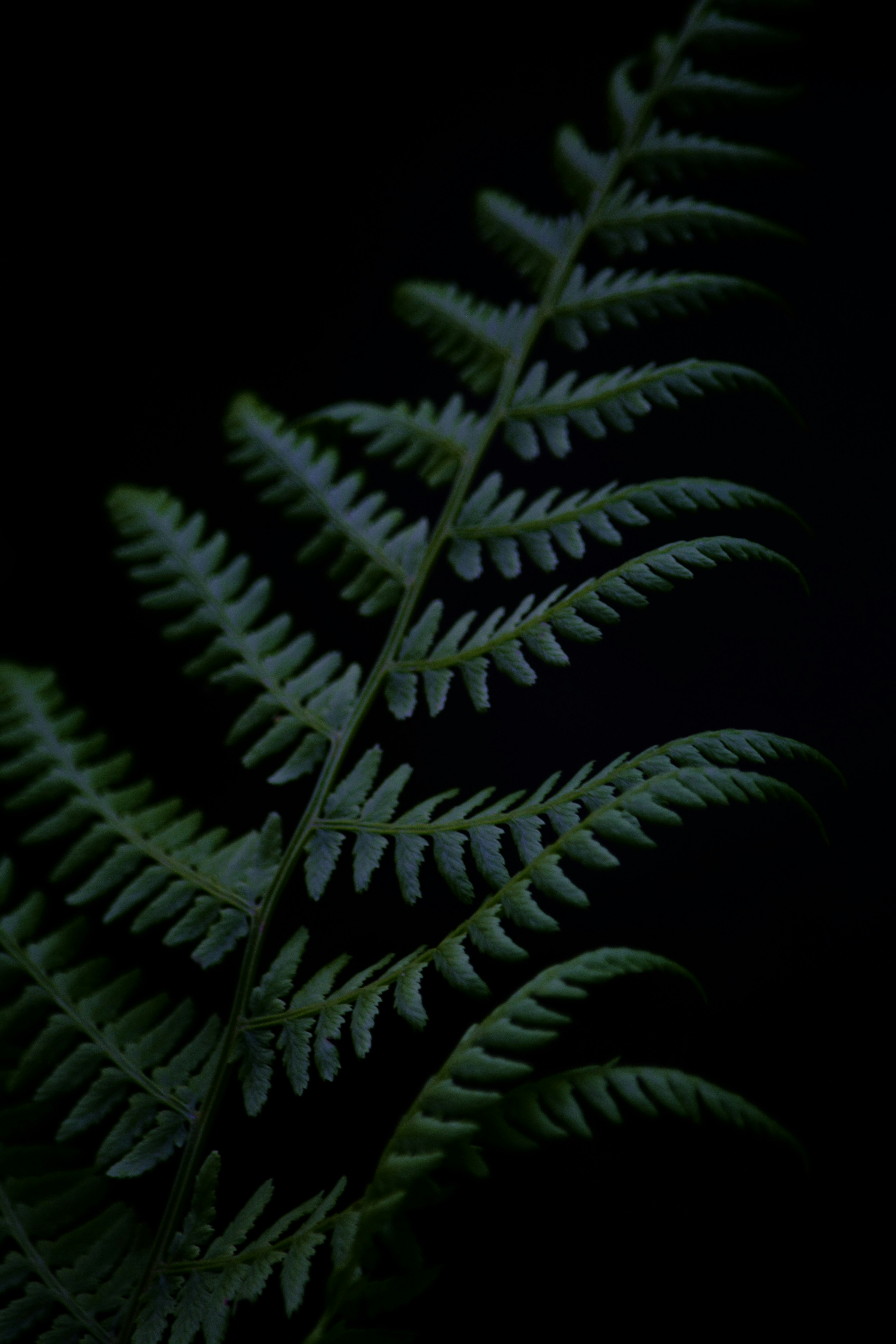 Delicate fern frond gracefully arching against a dark background, showcasing intricate leaf patterns.