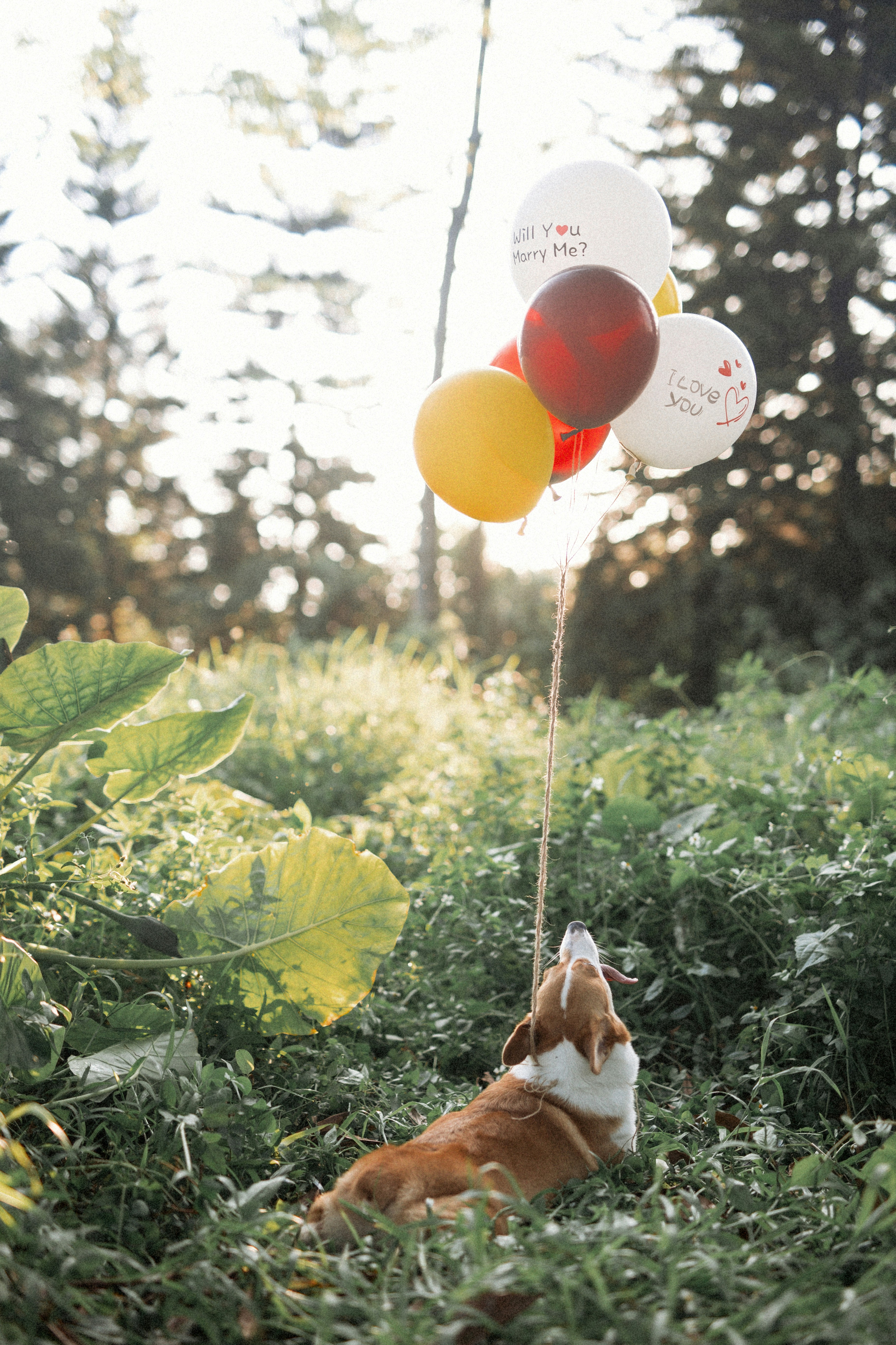 Meadow Promises: A Beagle, Balloons, and Quiet Golden Light
