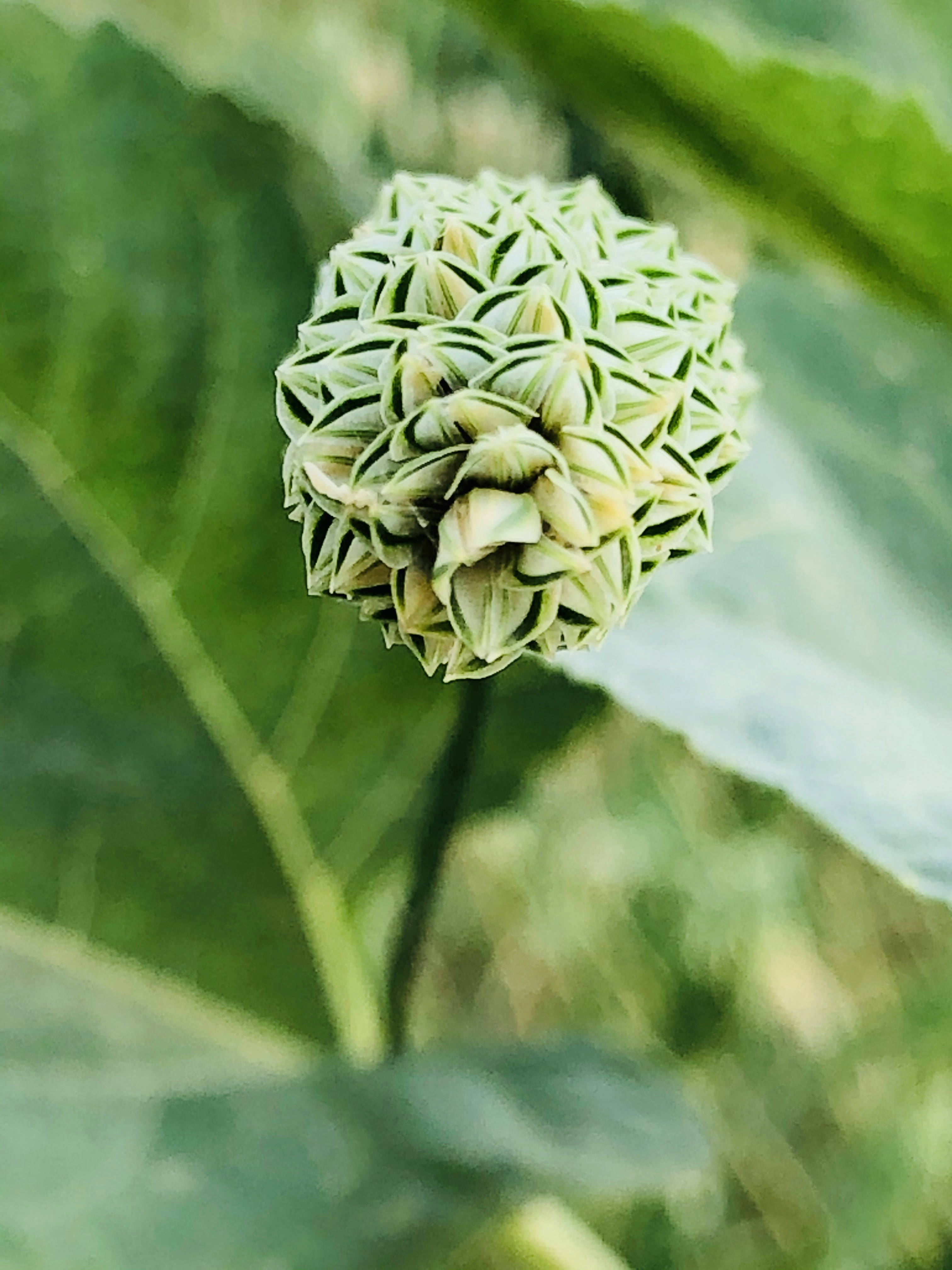 White flower bud in close up photography photo – Free Iraq Image on ...