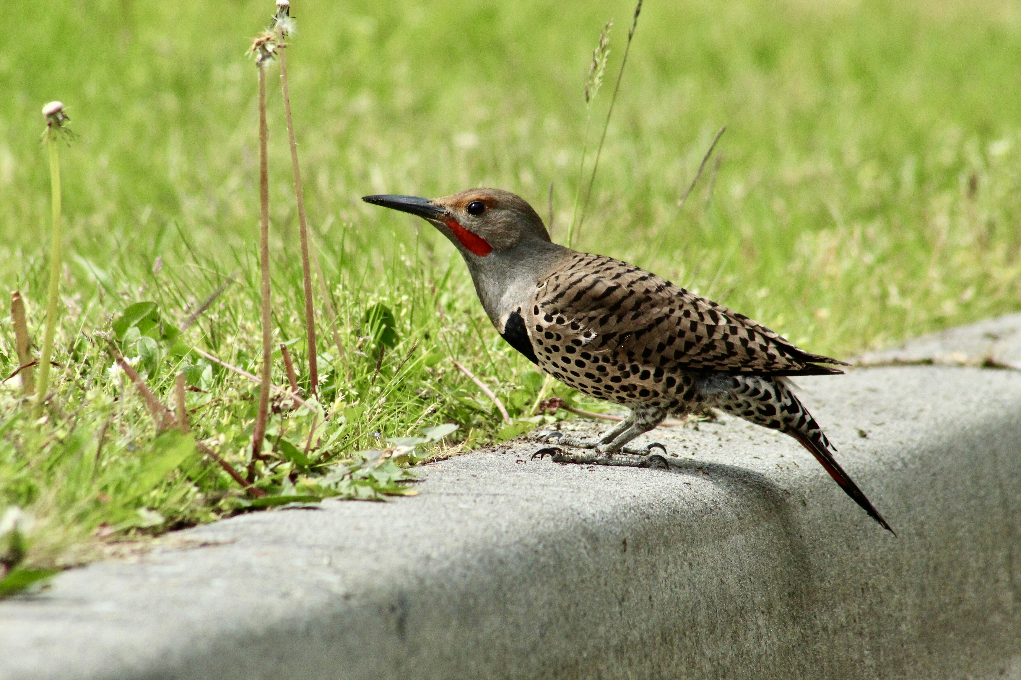 Red-throated Northern Flicker Perched Along a Sunlit Grass-Verge by the Curb