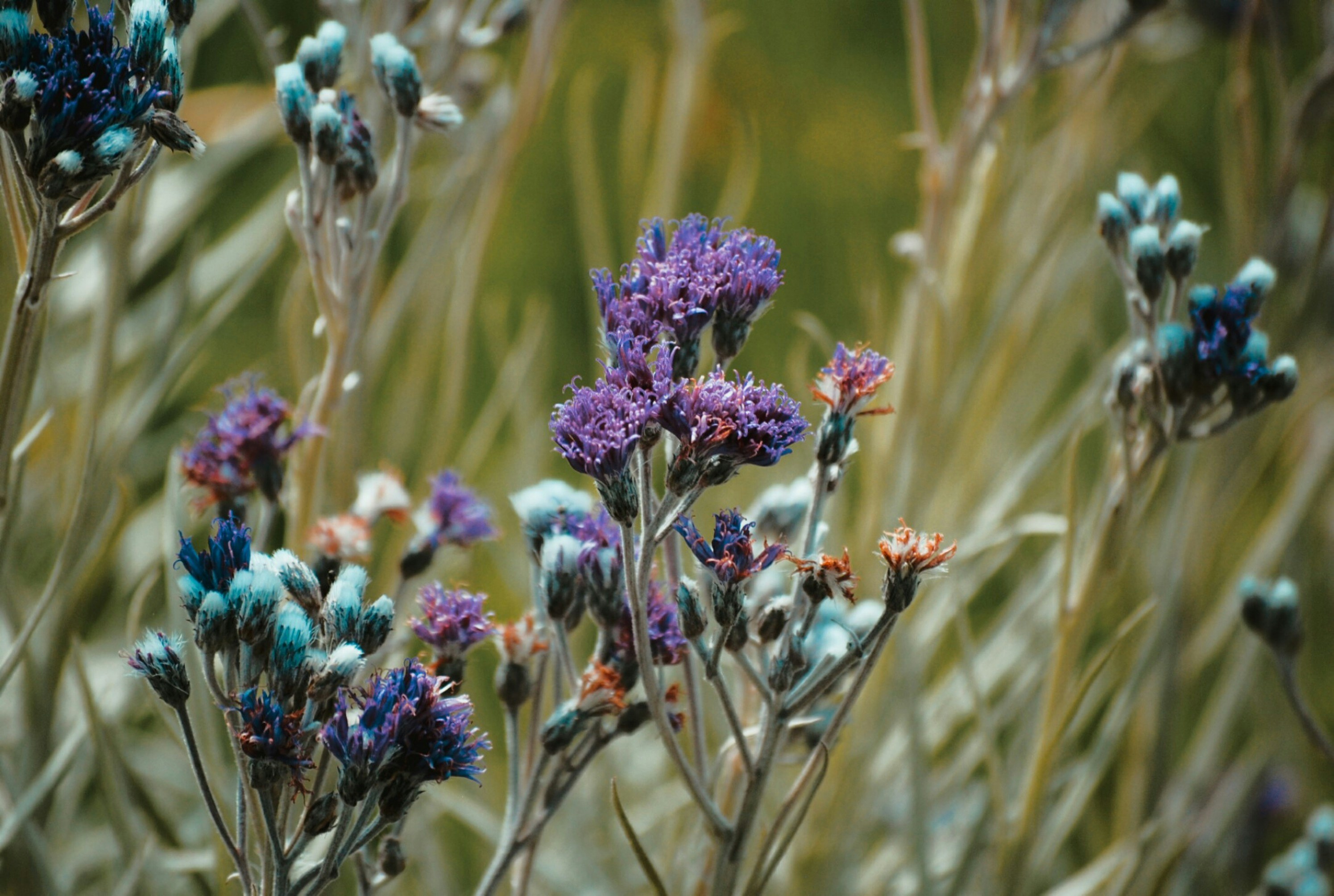Purple and blue wildflowers in soft focus with blurred background.