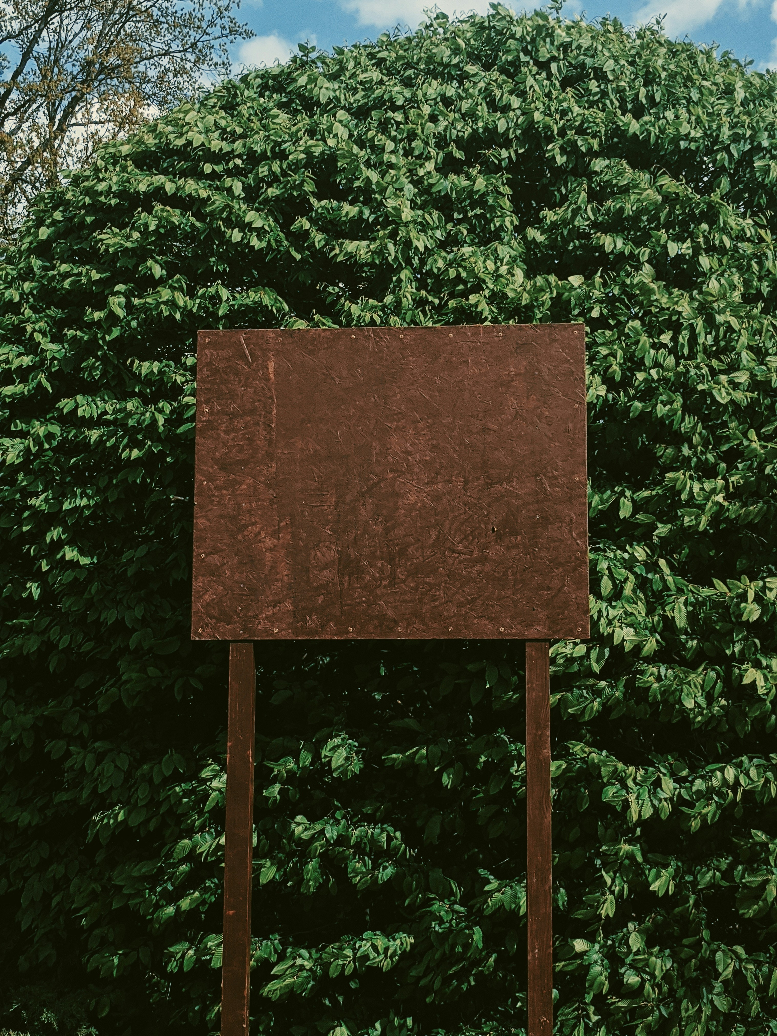 Rust on Rails: Weathered Signboard Standing Before a Sea of Leaves