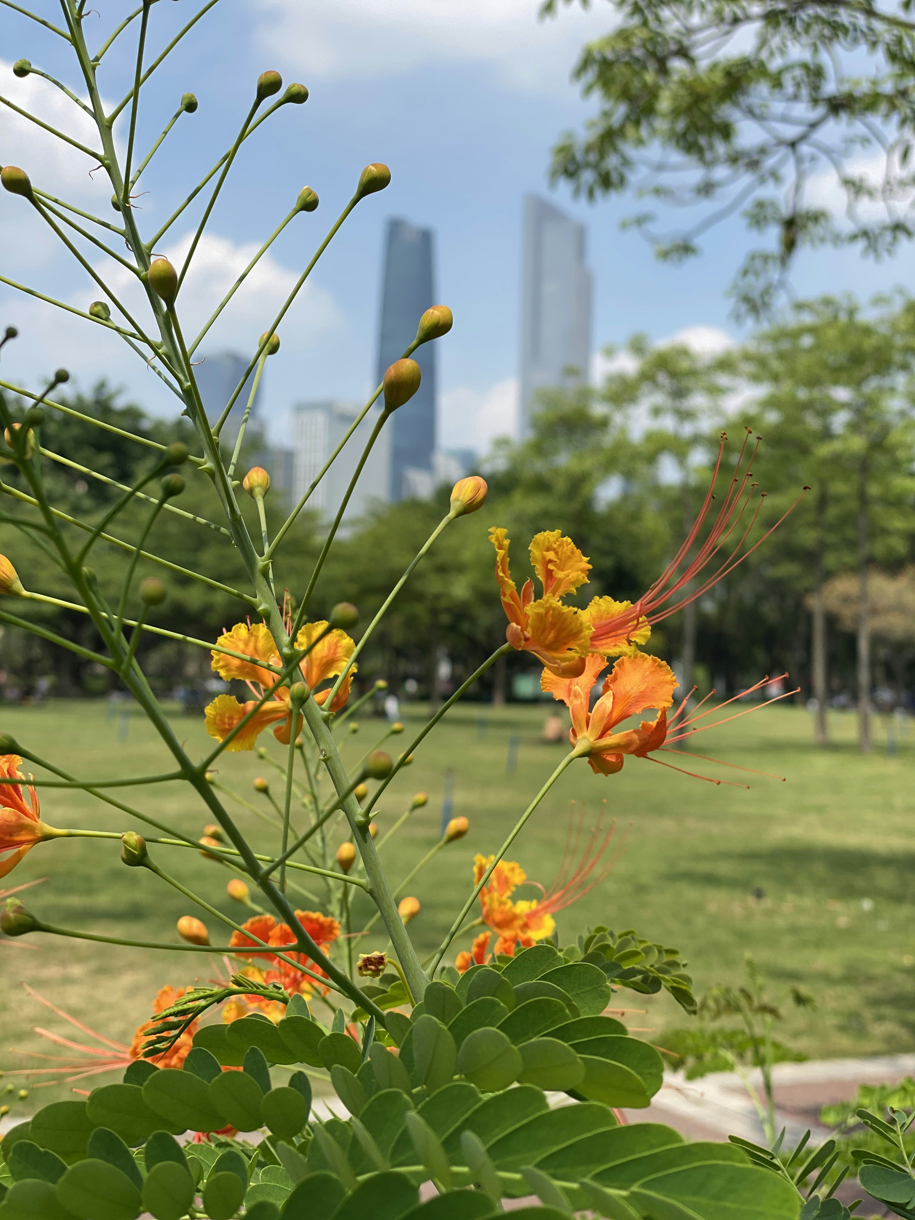 yellow and red flower in green grass field during daytime
