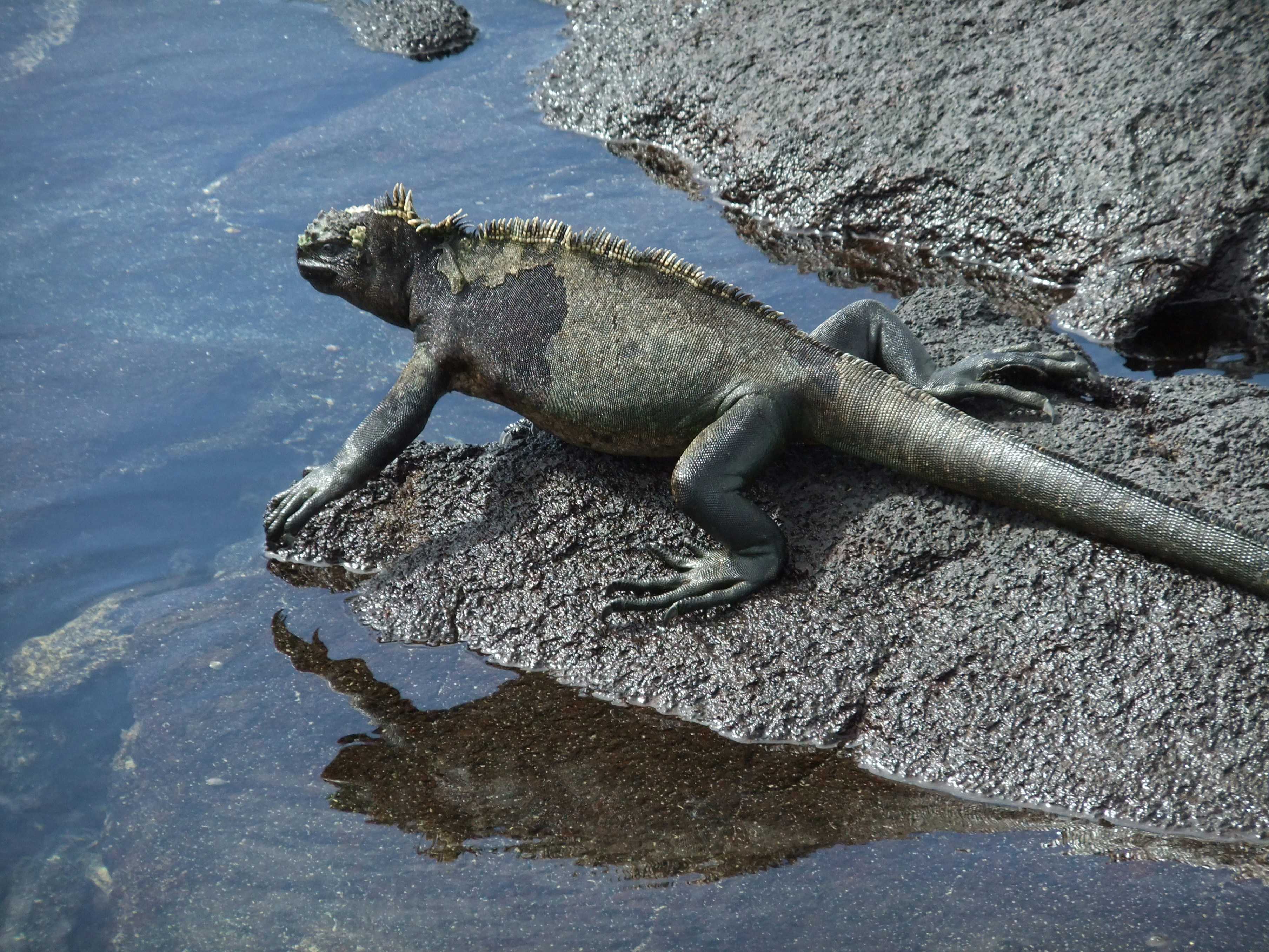 Lizard on basalt shoreline gazing toward its reflected silhouette