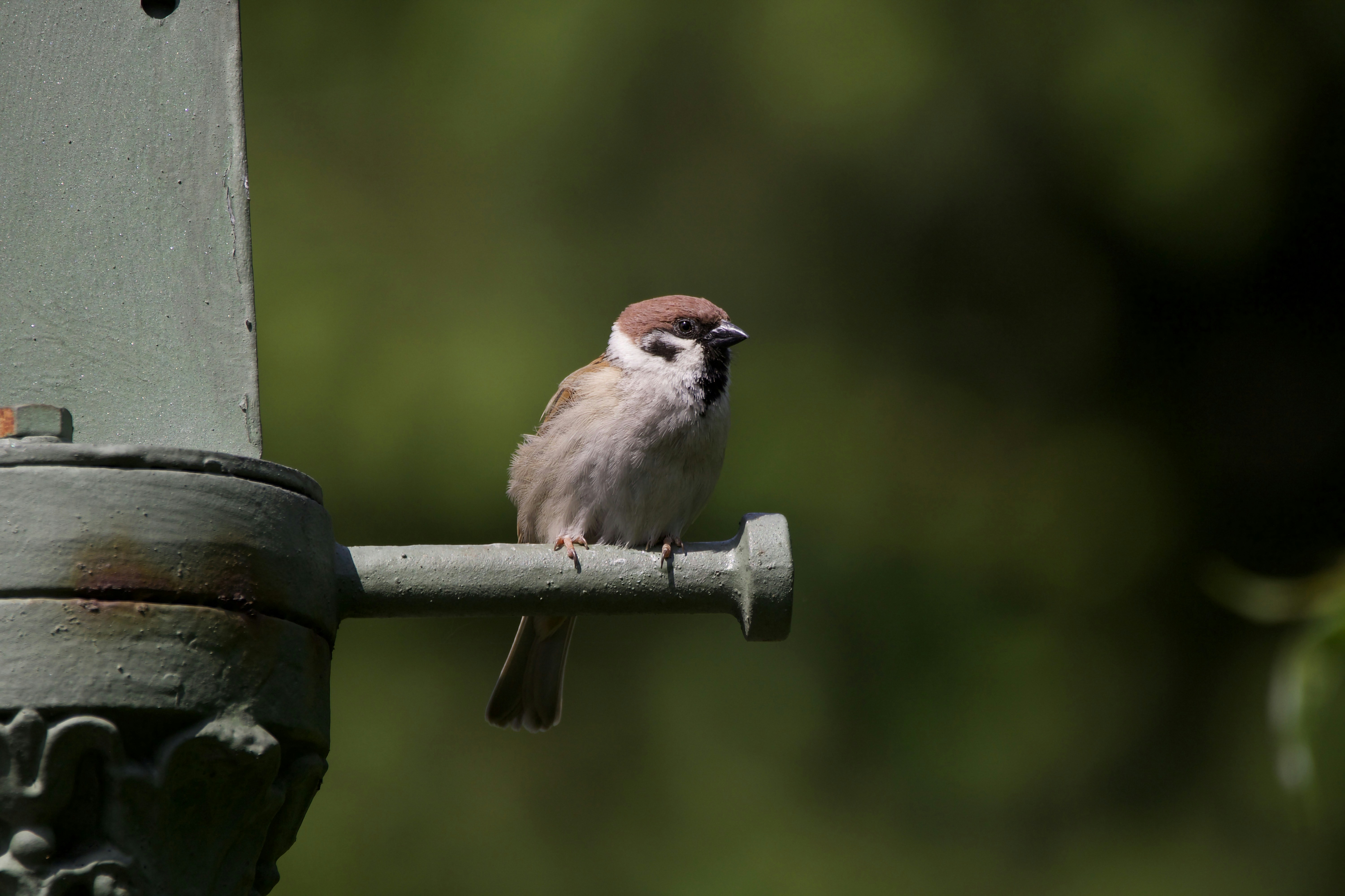 Tiny Brown Passerine Perched on a Weathered Metal Arm