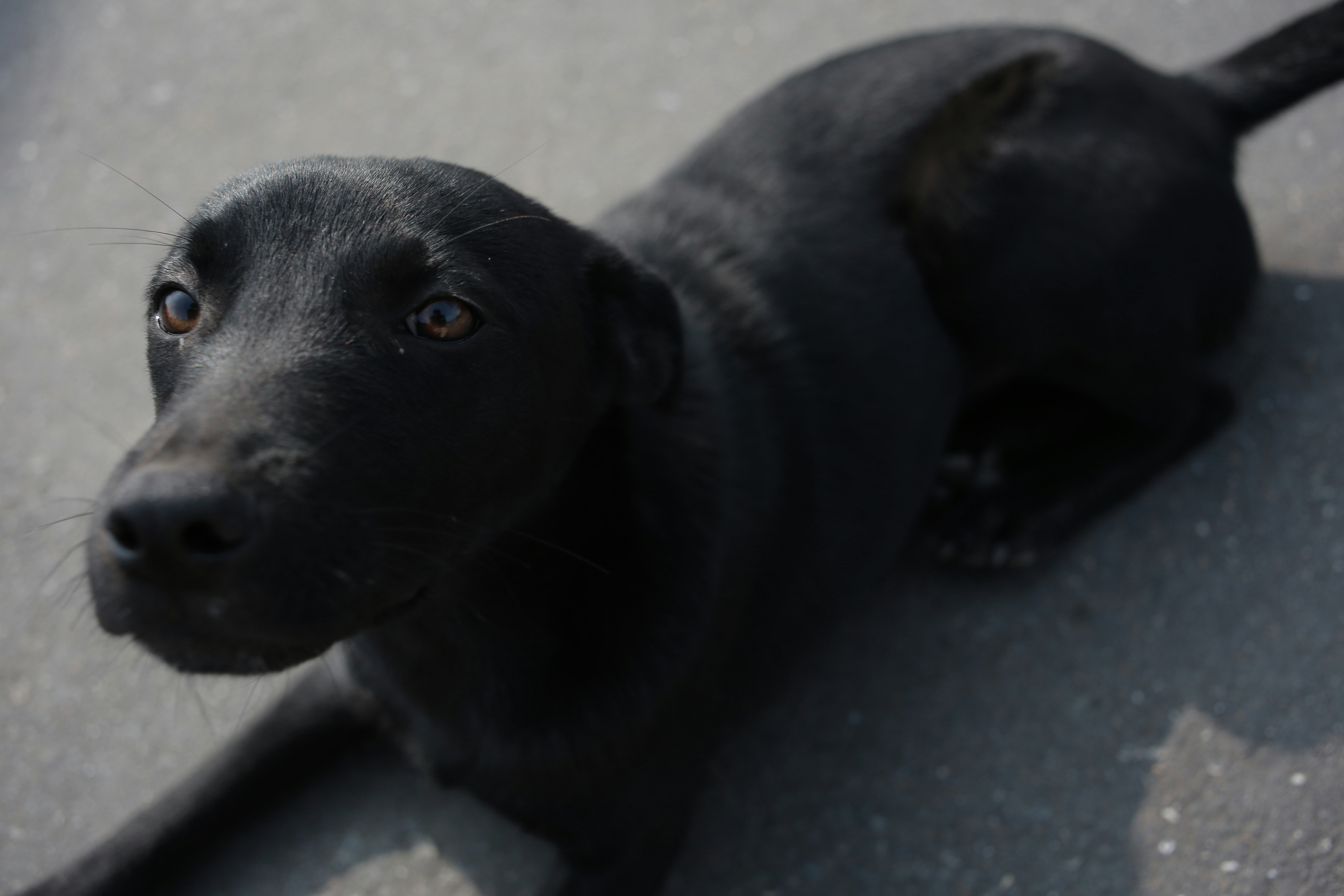 Black Lab Greyhound Mix