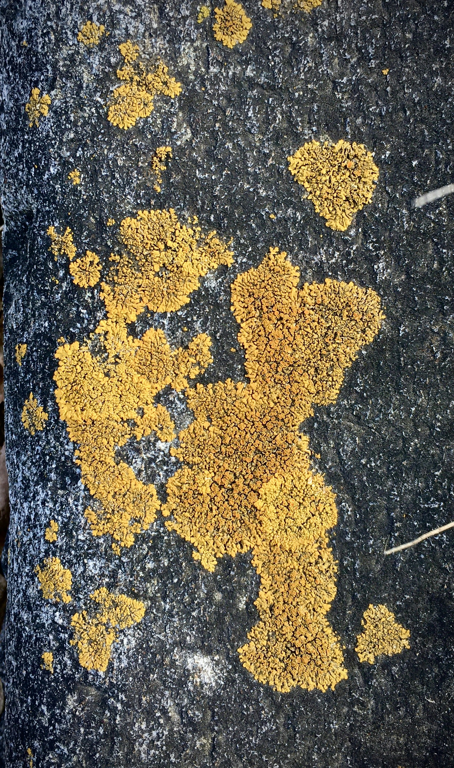 Vivid yellow lichen patterns create intricate designs on a rough stone surface, showcasing the beauty of natural textures.