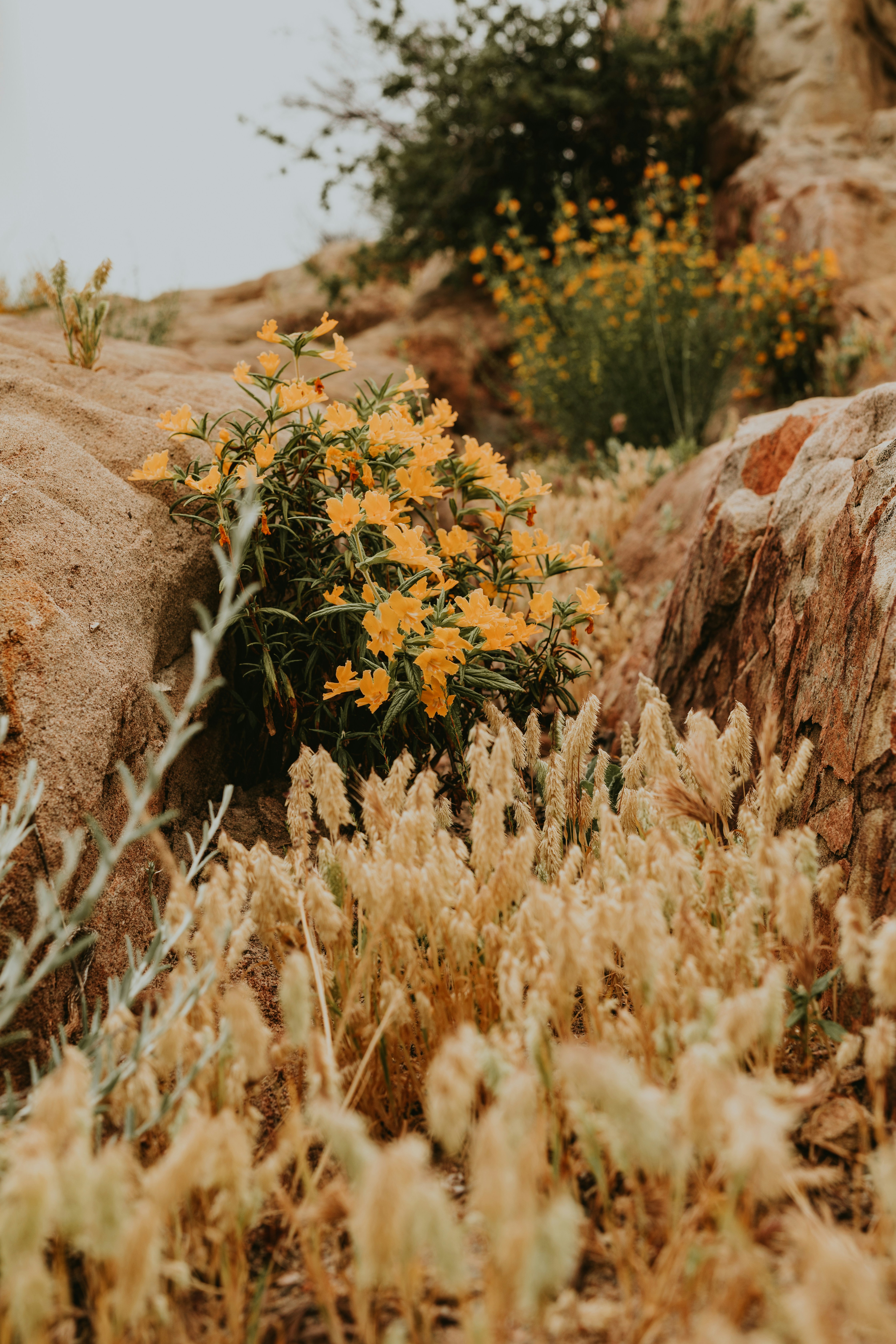 Desert Gold in Craggy Light: Yellow Blooms Among Weathered Stones