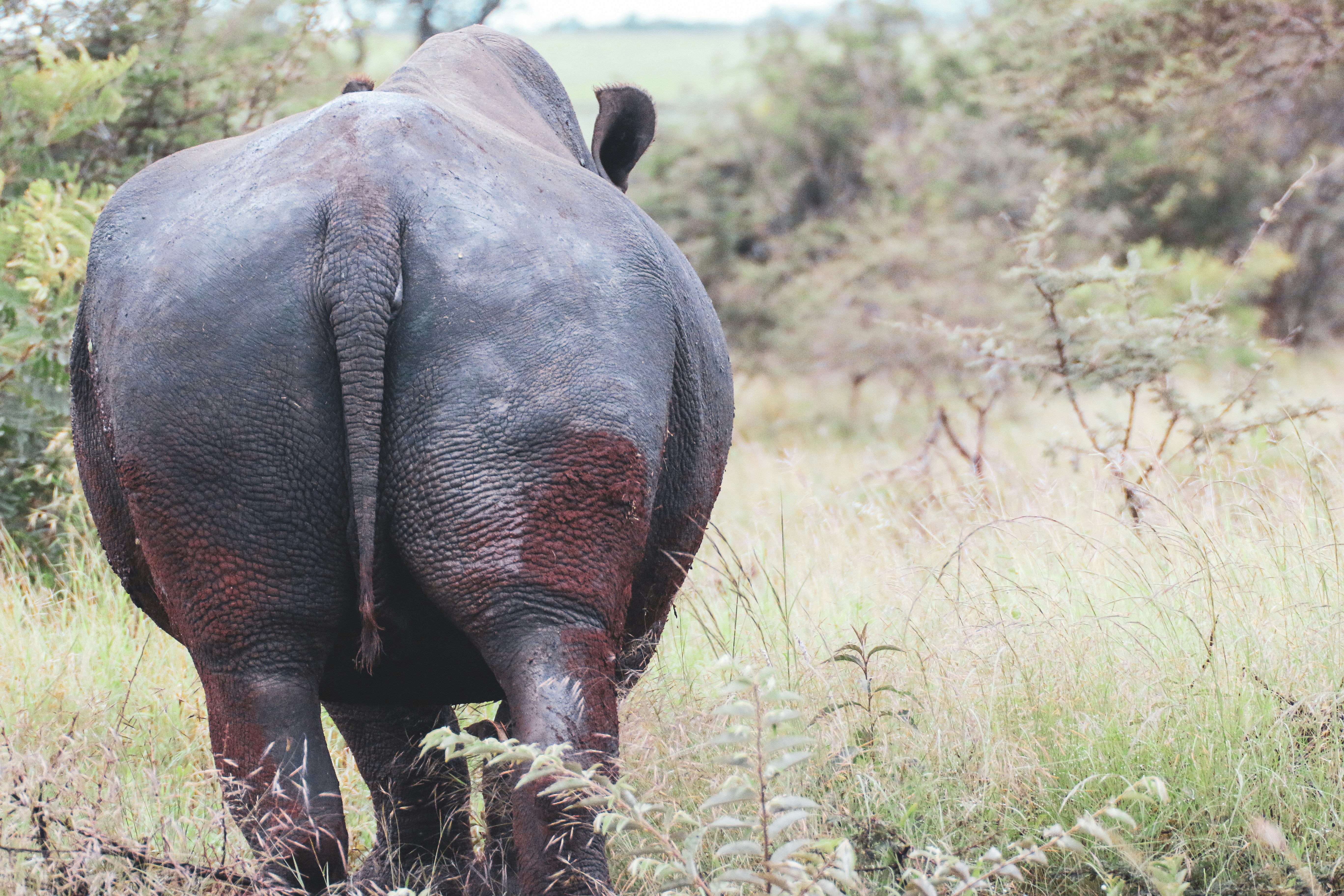 Backlit Behemoth: A Hippo's Quiet Traverse Through Golden Grass