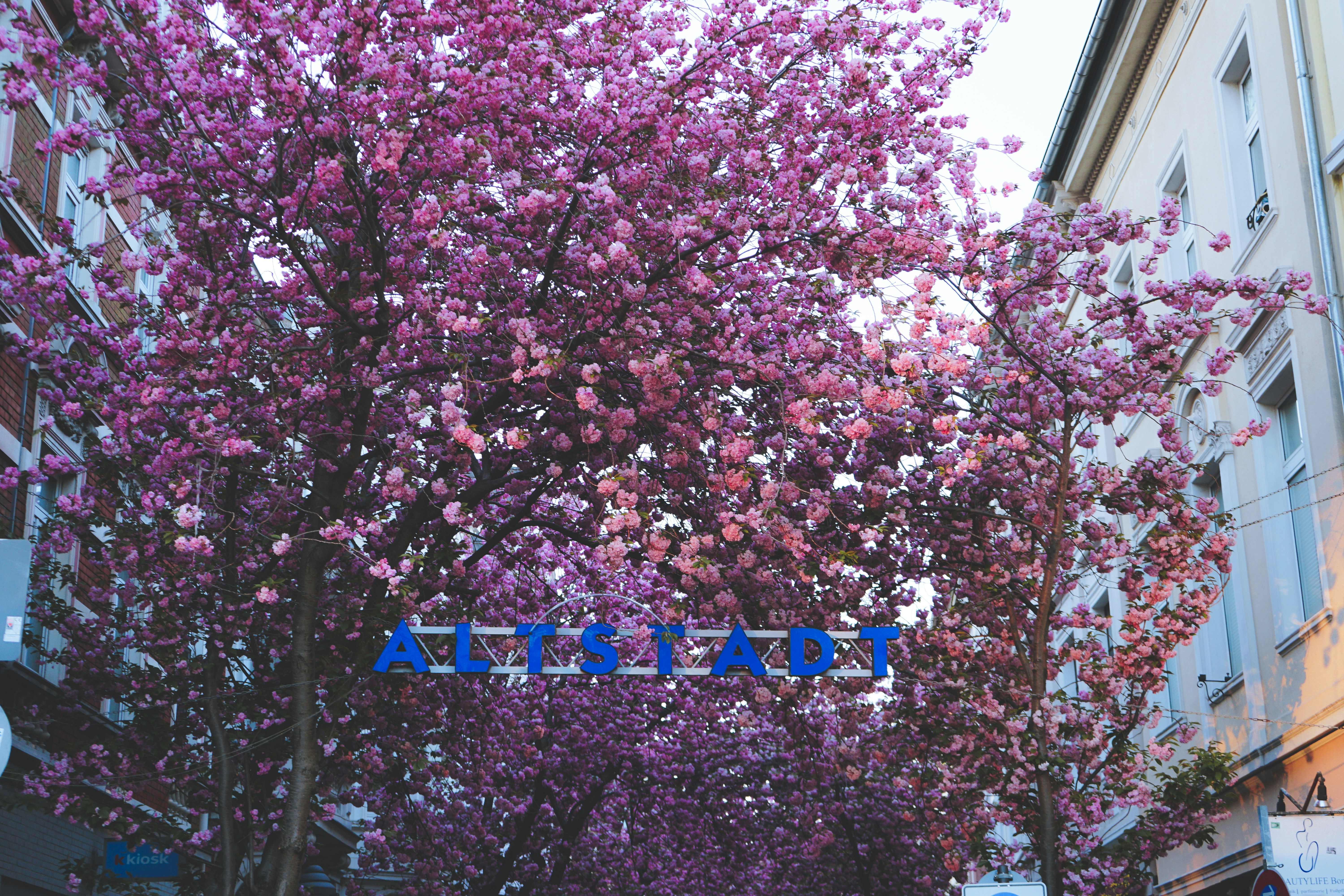 Neon-sign in front of cherry blossom trees.