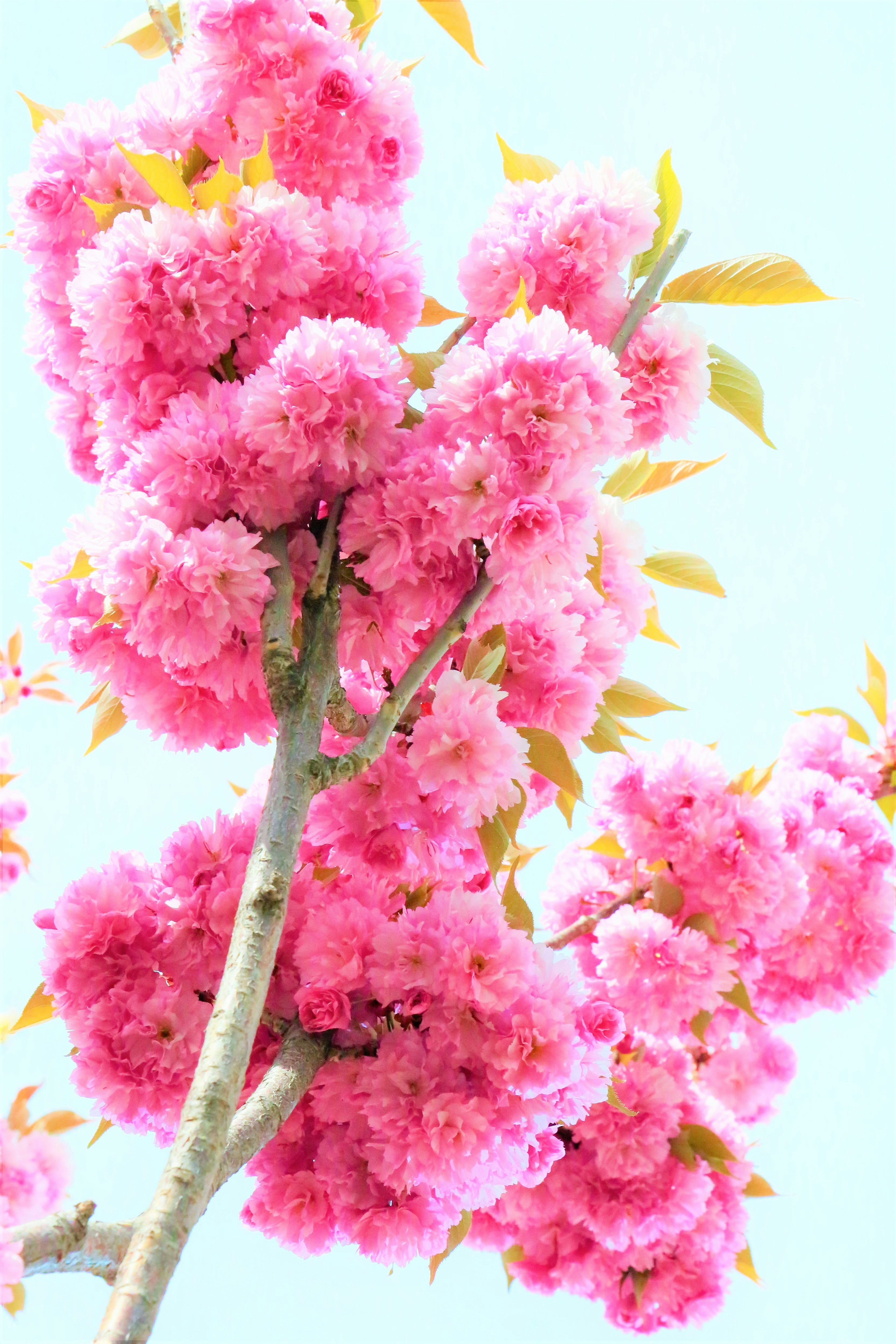 Vibrant pink cherry blossoms cluster against a clear sky, showcasing the beauty of spring's arrival.