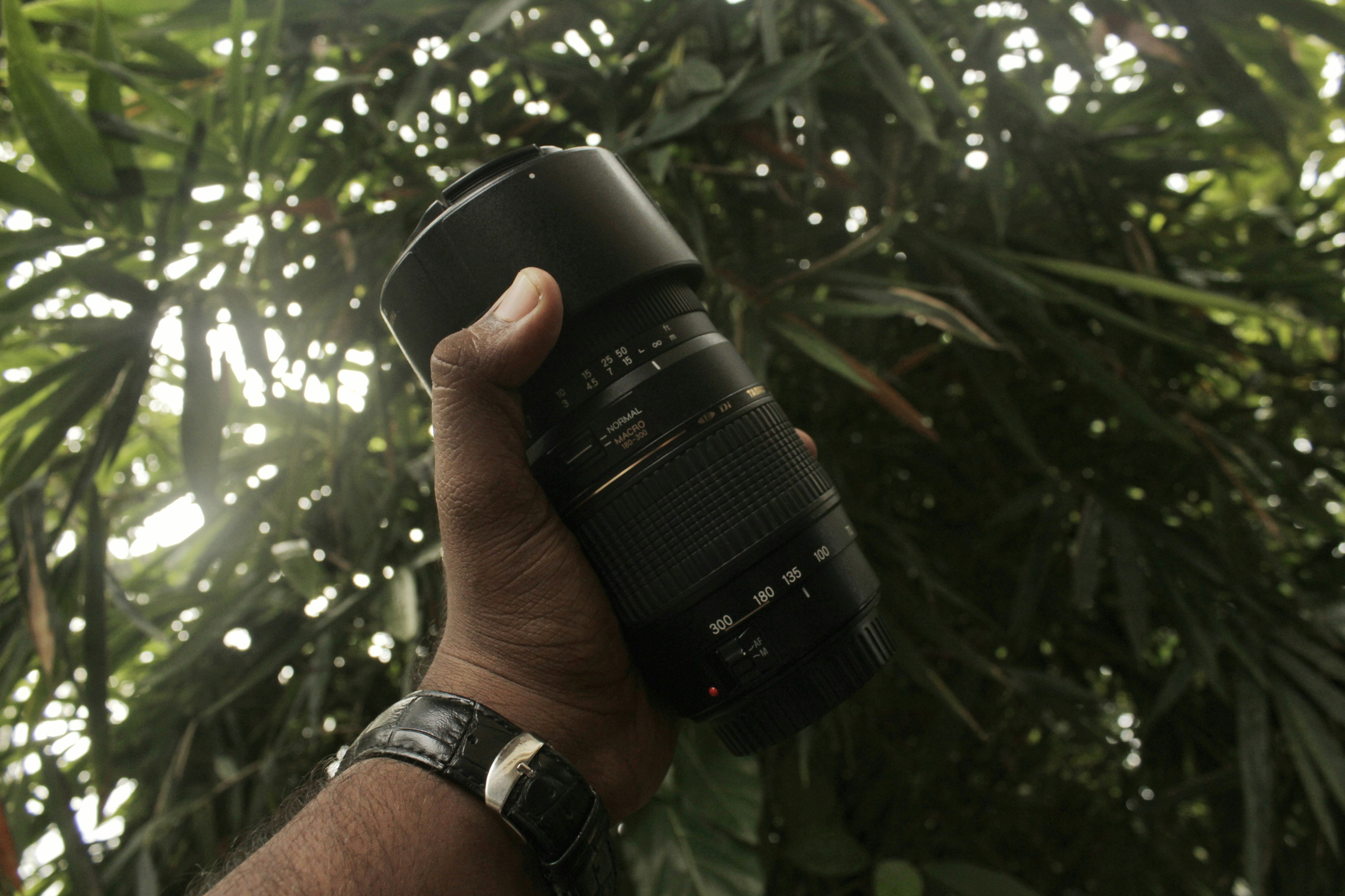 Jungle Backlight: Gripping a Telephoto in Sunlit Foliage
