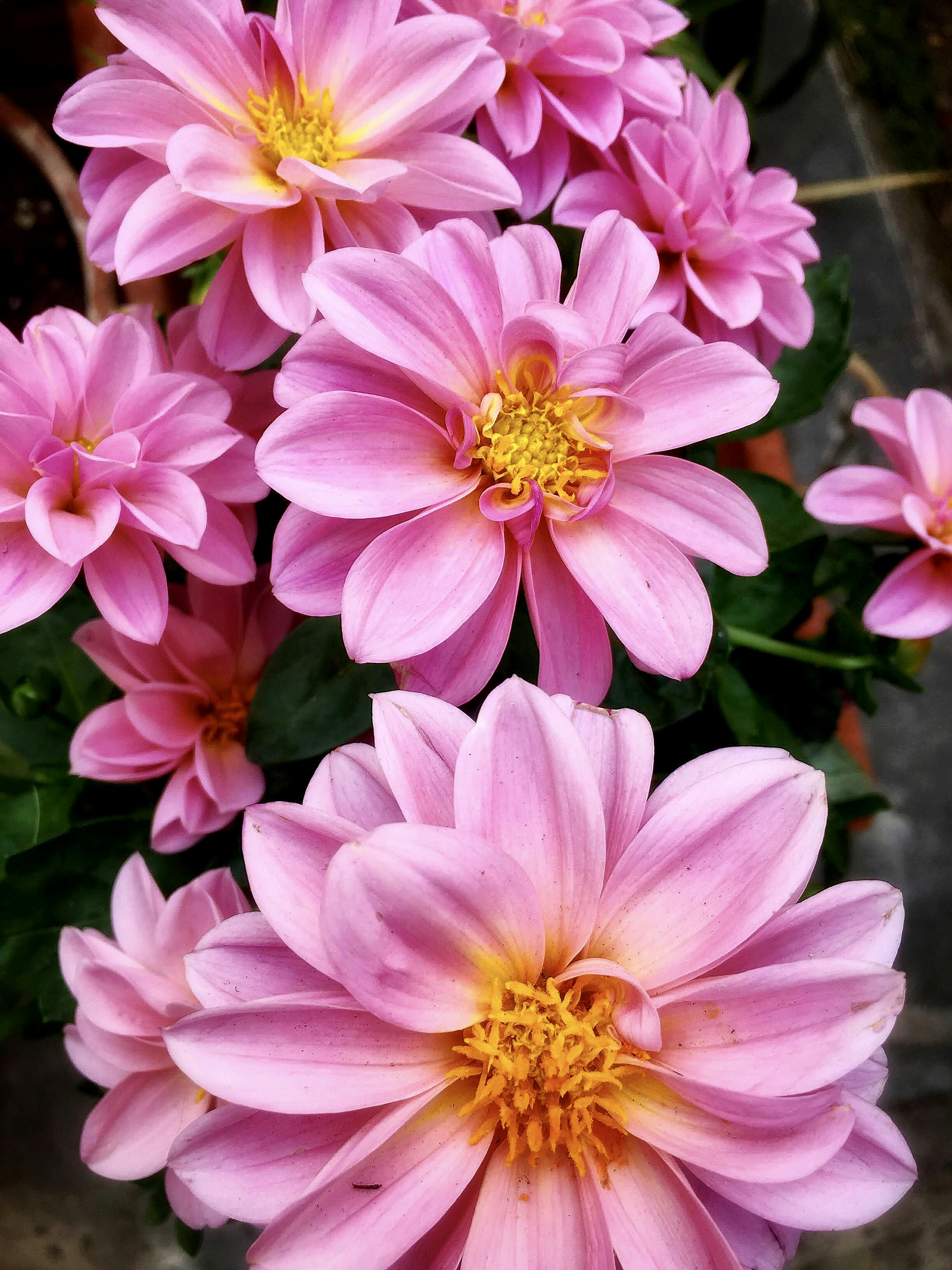 Vibrant pink flowers with delicate petals and golden centers arranged harmoniously in a lush green setting.