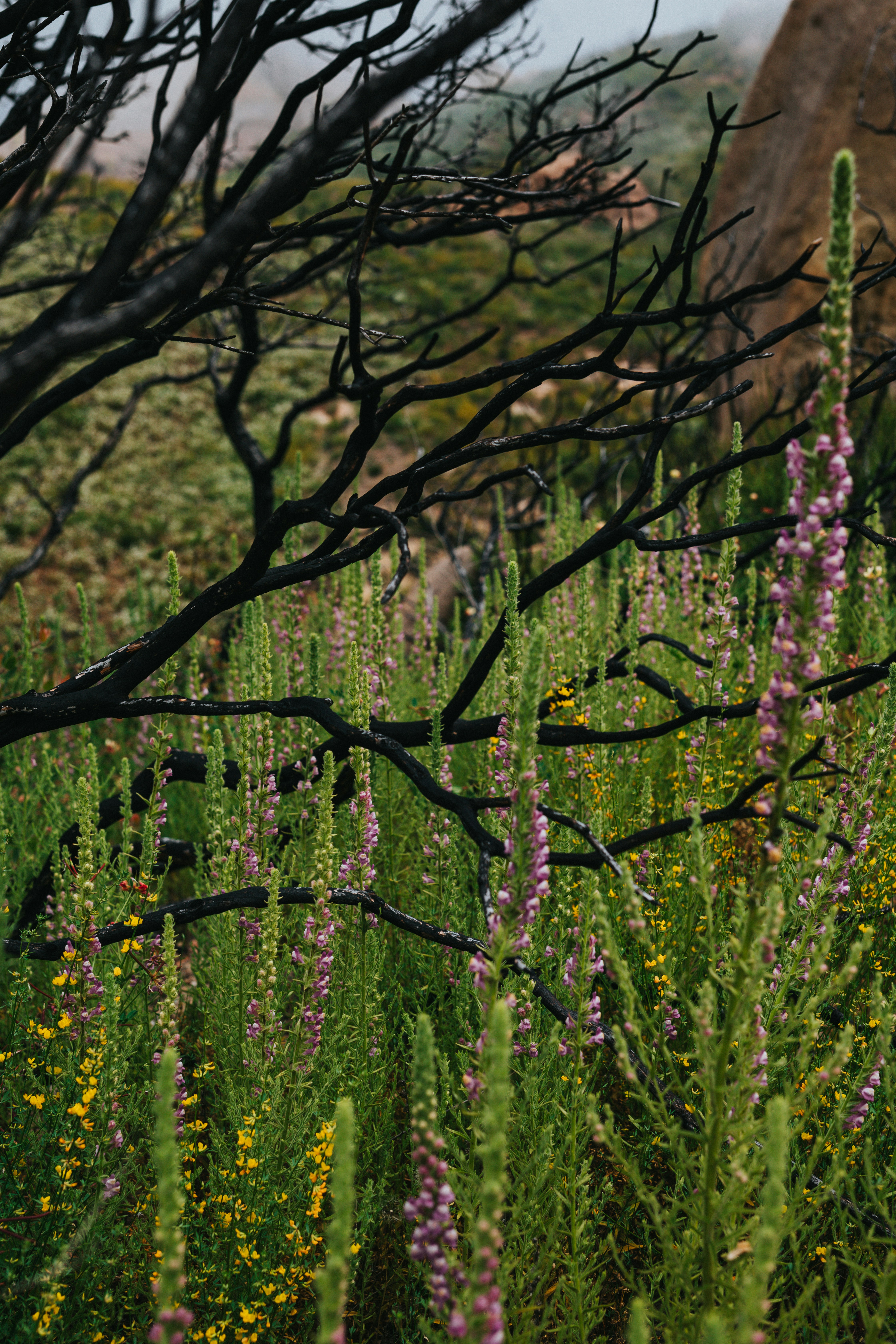 Blackened branches intertwine with vibrant wildflowers, showcasing nature's resilience after a fire. The contrast between charred wood and blooming flora tells a story of renewal.