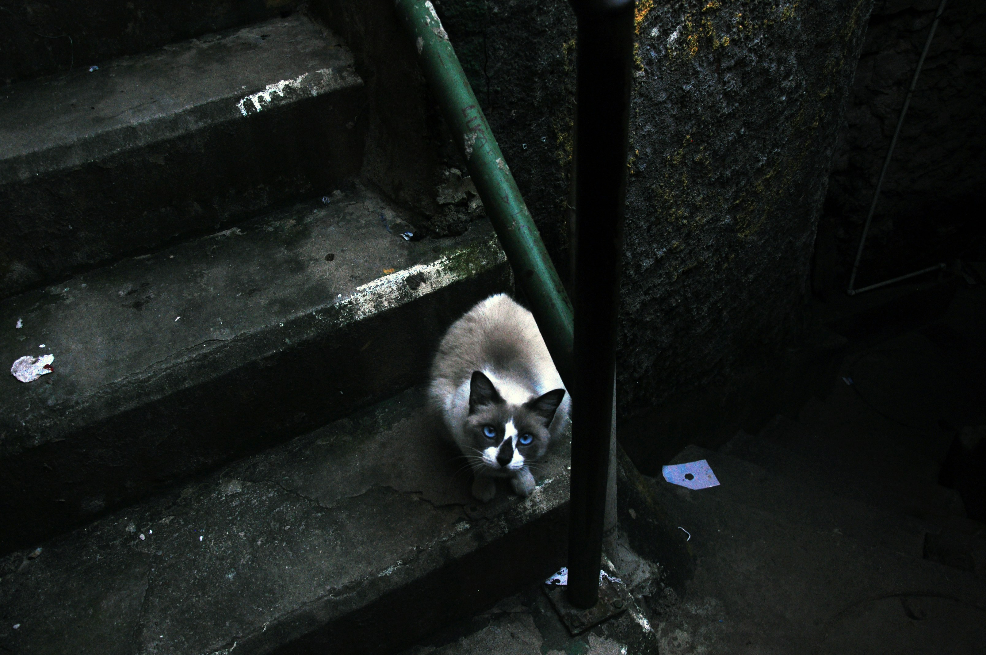 Blue-Eyed Sentinel on the Shadowed Staircase